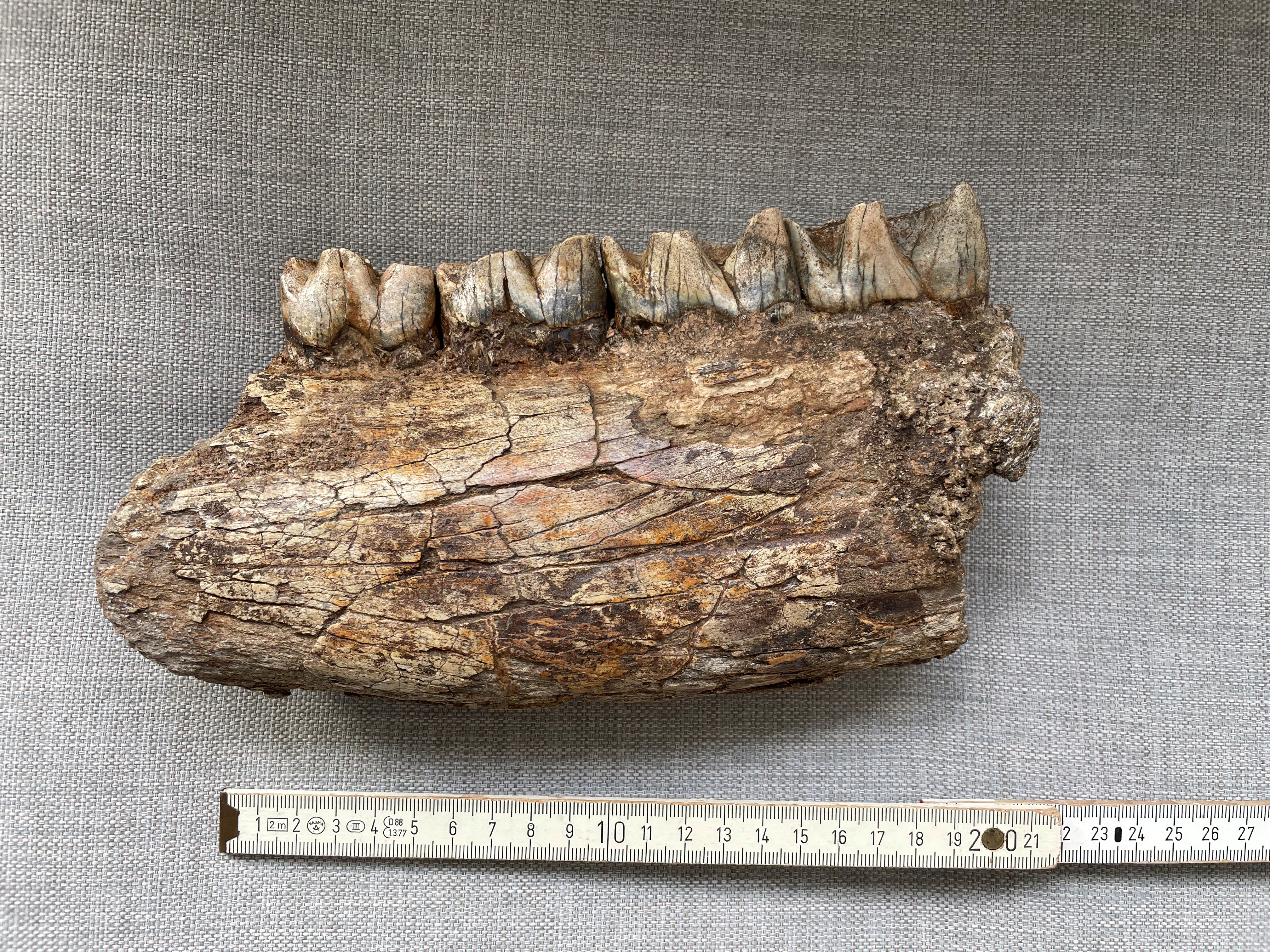 rhino jaw piece indonesia - Is It Real? How to Recognize Fossil ...
