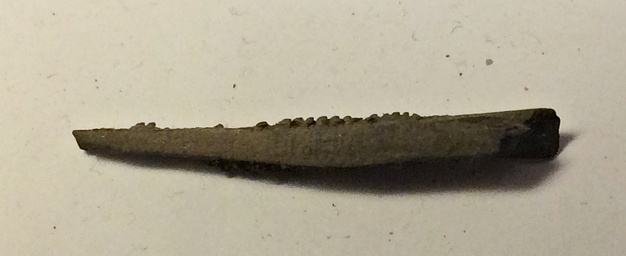 Possible Ratfish Spine from Big Brook? - Fossil ID - The Fossil Forum