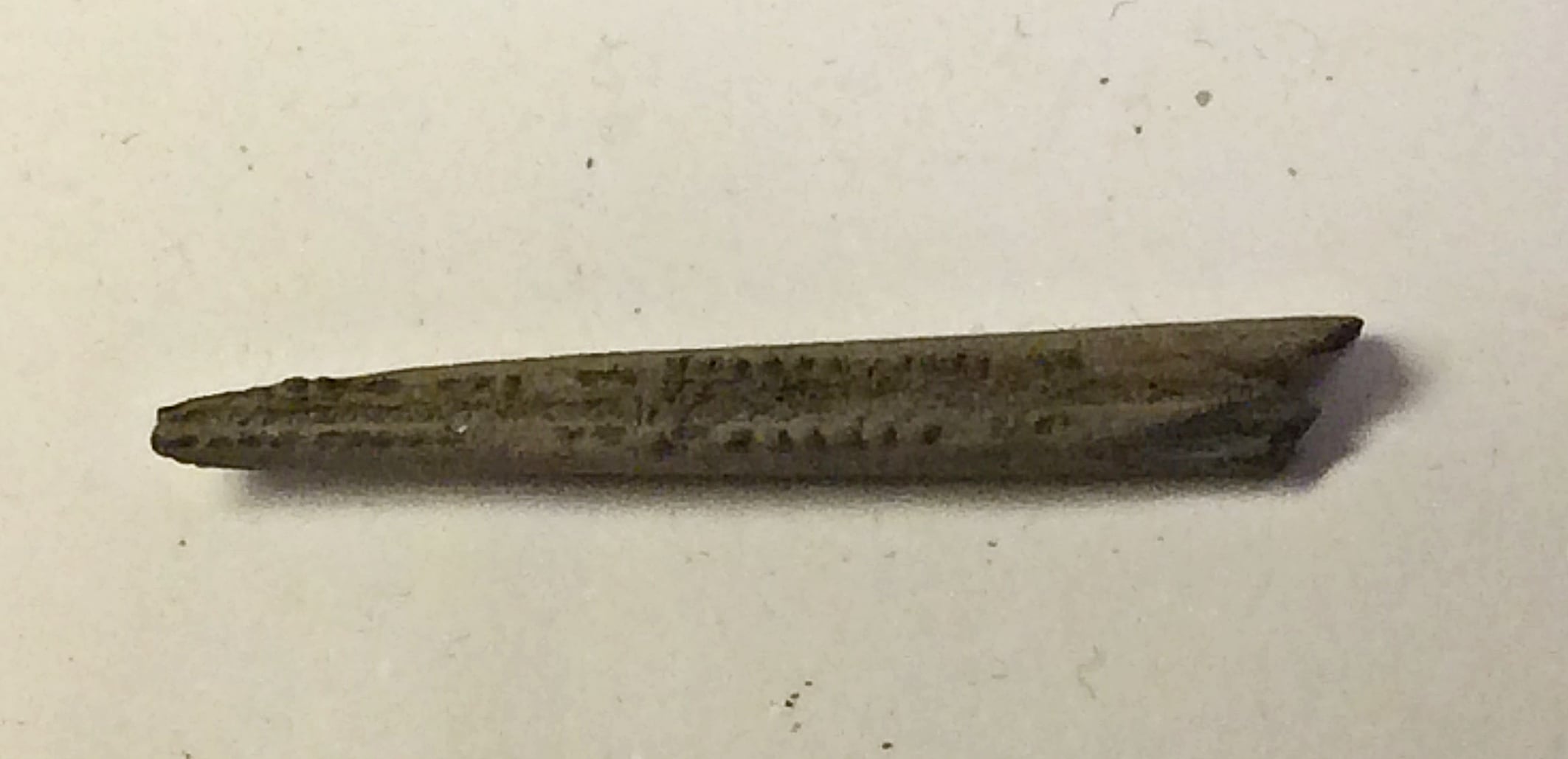 Possible Ratfish Spine from Big Brook? - Fossil ID - The Fossil Forum