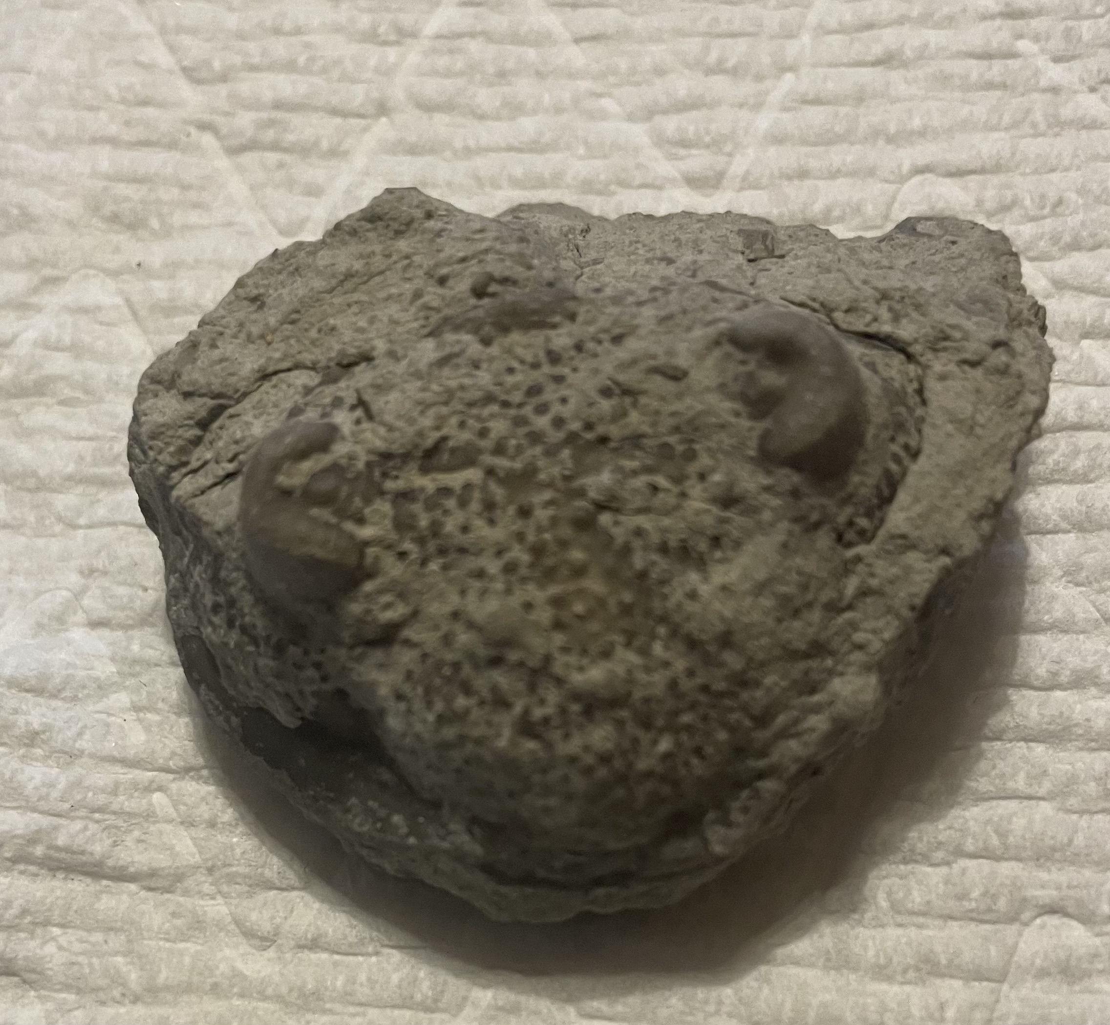 Middle Tennessee trilobites - Fossil ID - The Fossil Forum