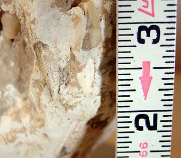 Skull Identification - Fossil ID - The Fossil Forum