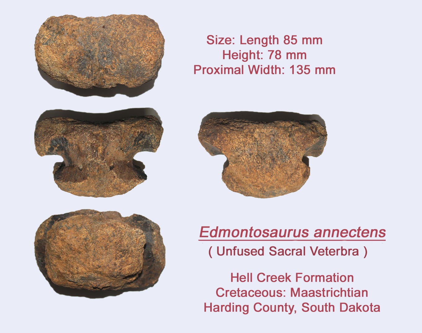 My Jurassic Park - Edmontosaurus annectens - Page 3 - Member ...