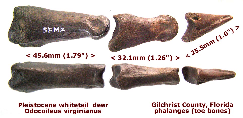 Is this a toe bone? - Fossil ID - The Fossil Forum