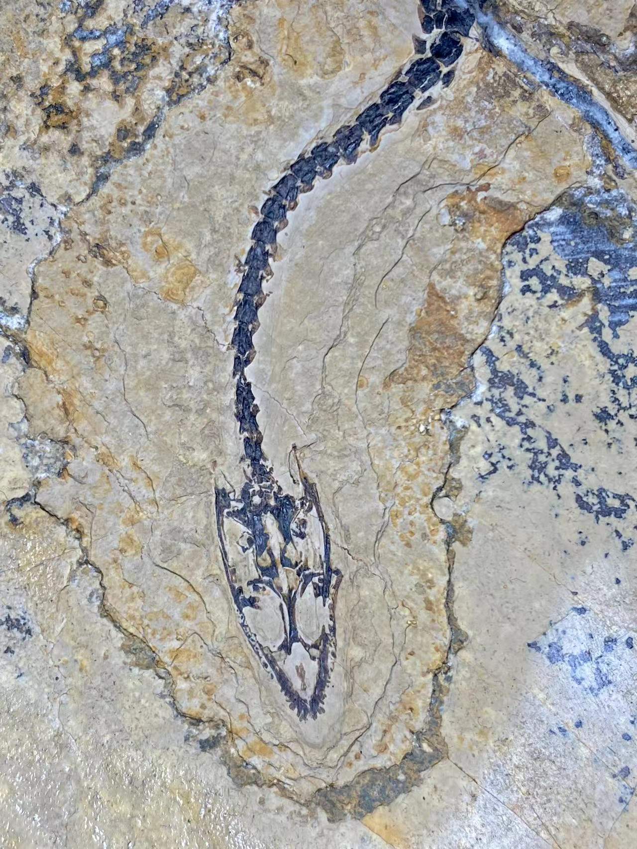 Is it real keichousaurus? - Is It Real? How to Recognize Fossil ...