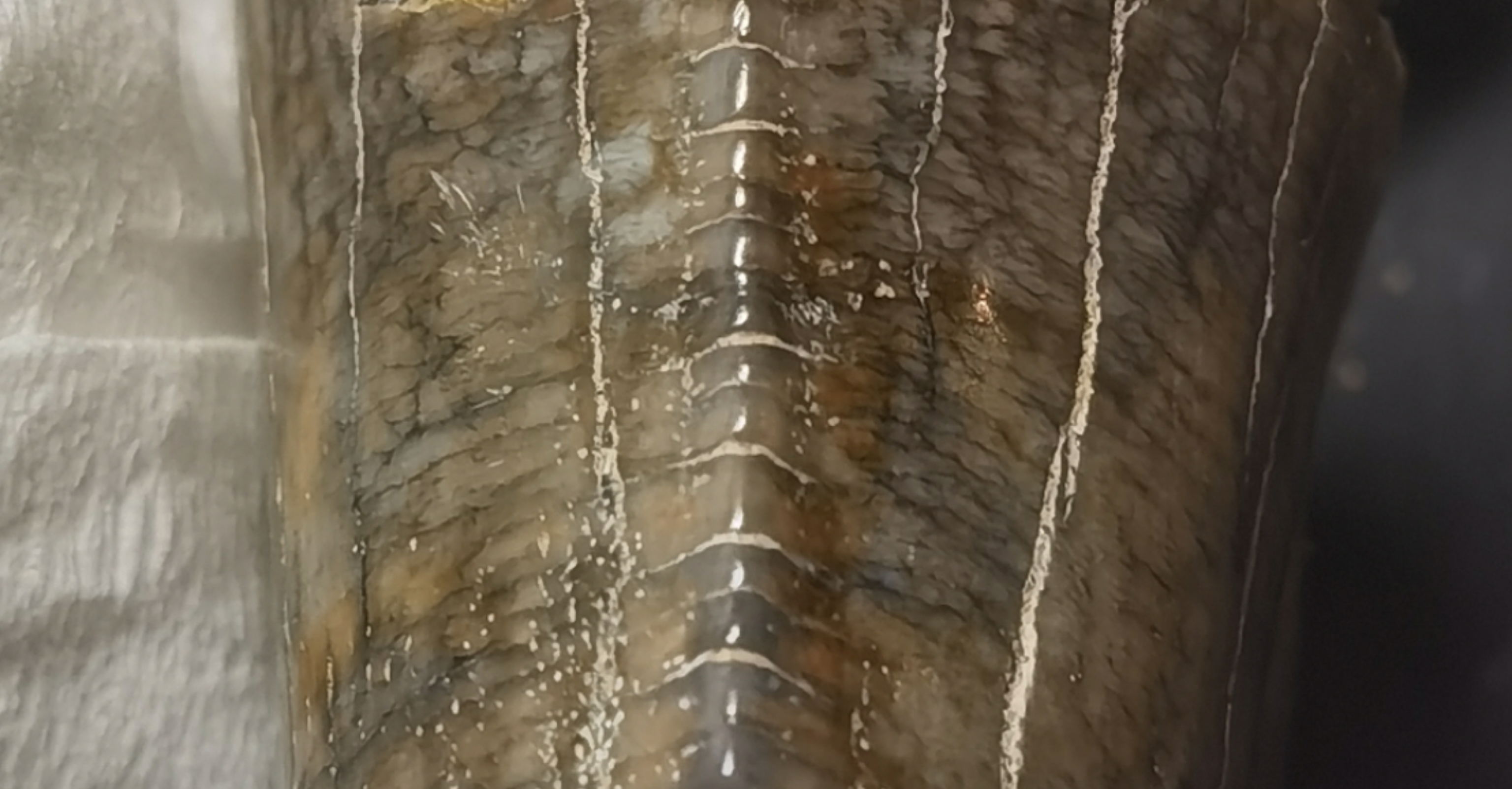 Some collection of amphicyon in China - Member Collections - The Fossil ...