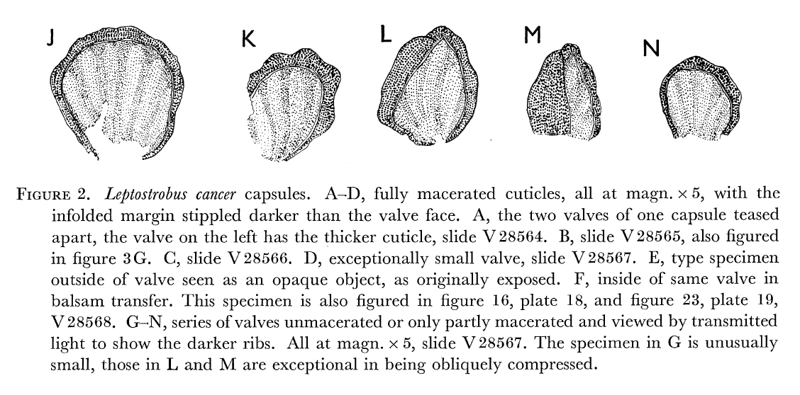 vine-like Jurassic plant - Fossil ID - The Fossil Forum