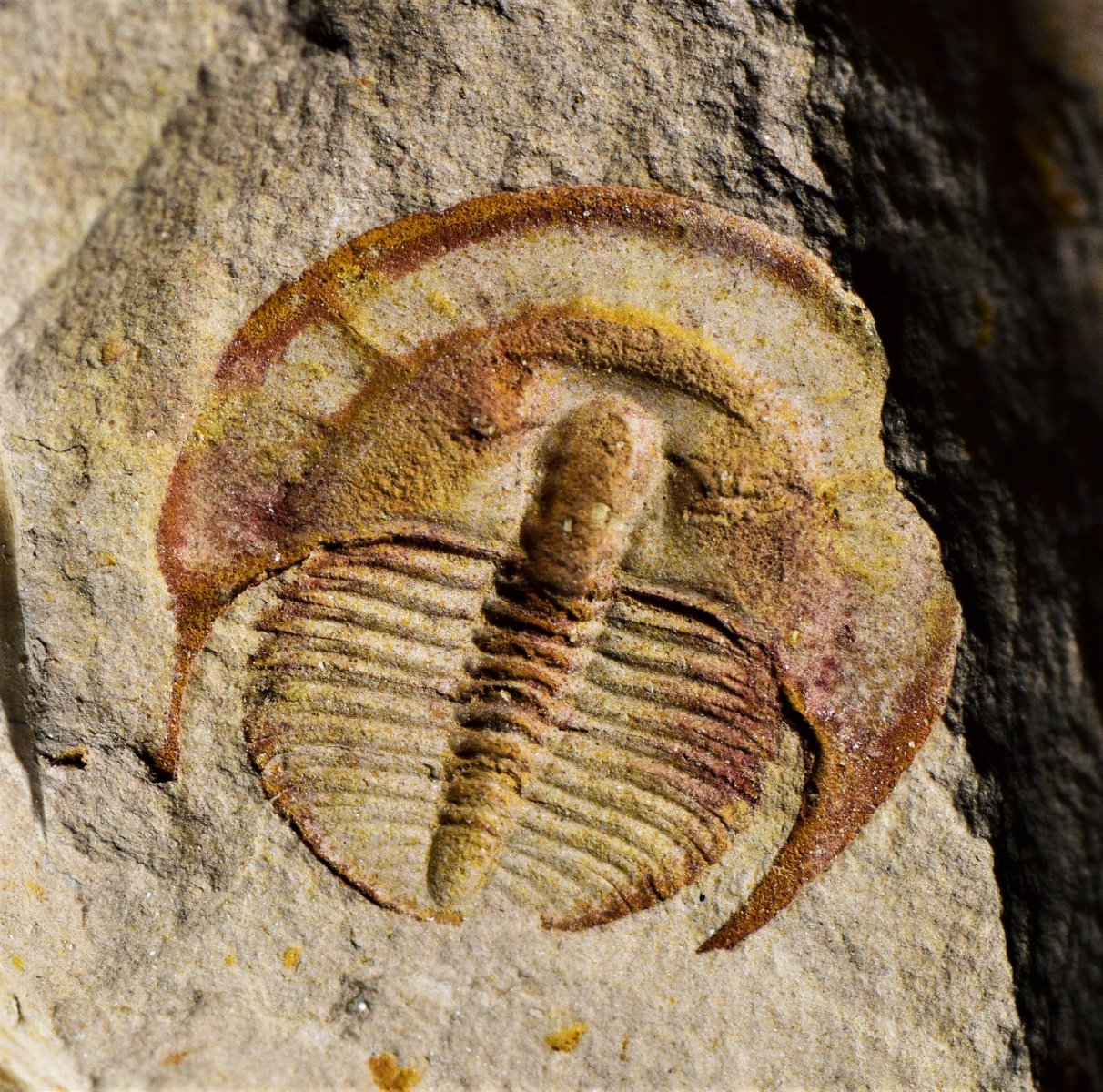 China/Guangxi/Cambrian/Upper Cambrian - Member Collections - The Fossil ...