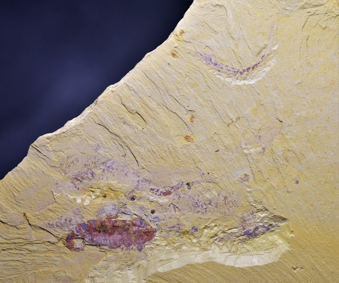 China/Yunnan/Cambrian/Lower Cambrian - Member Collections - The Fossil ...