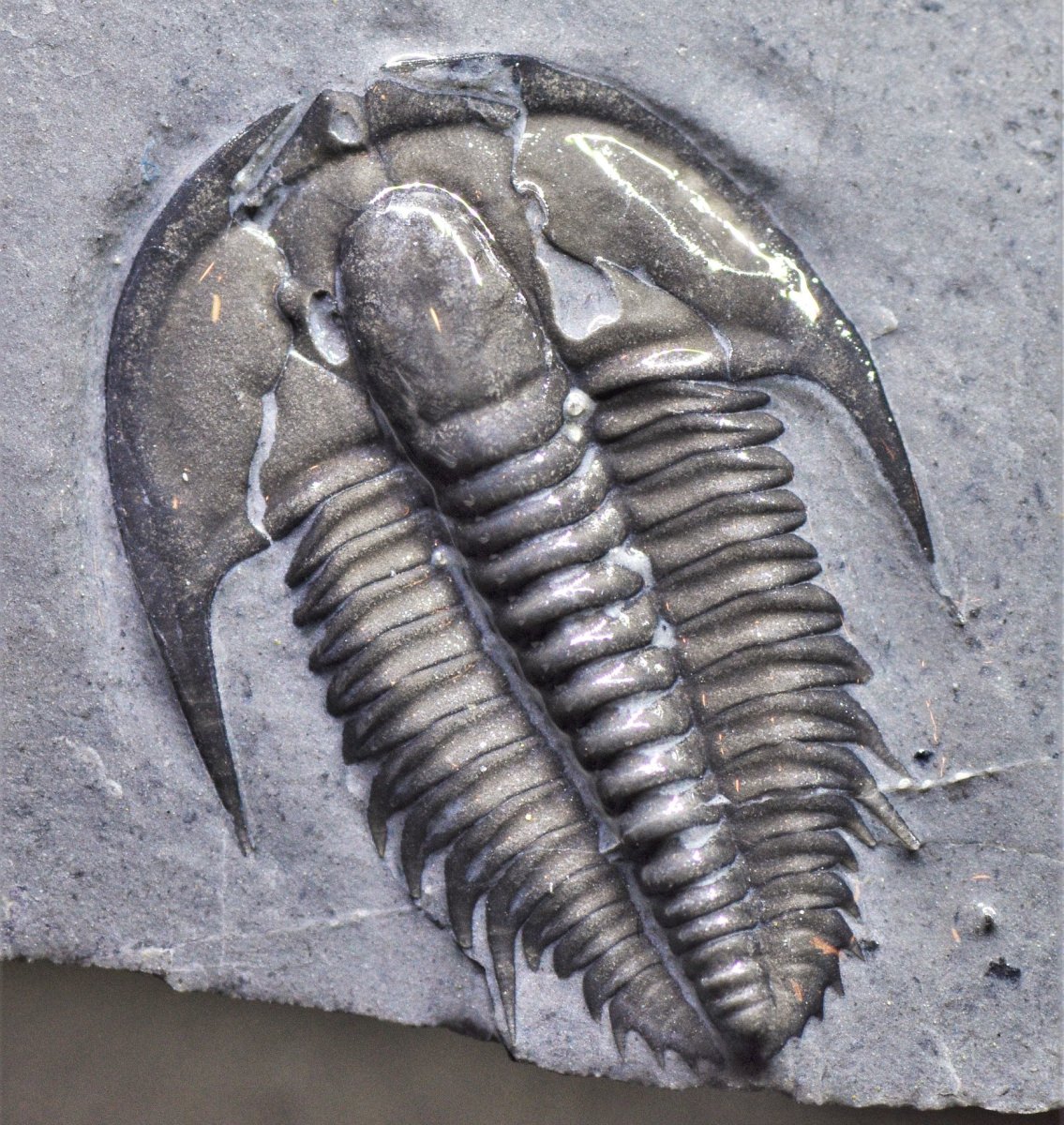 Canada/BC/Cambrian/Upper Cambrian - Member Collections - The Fossil Forum