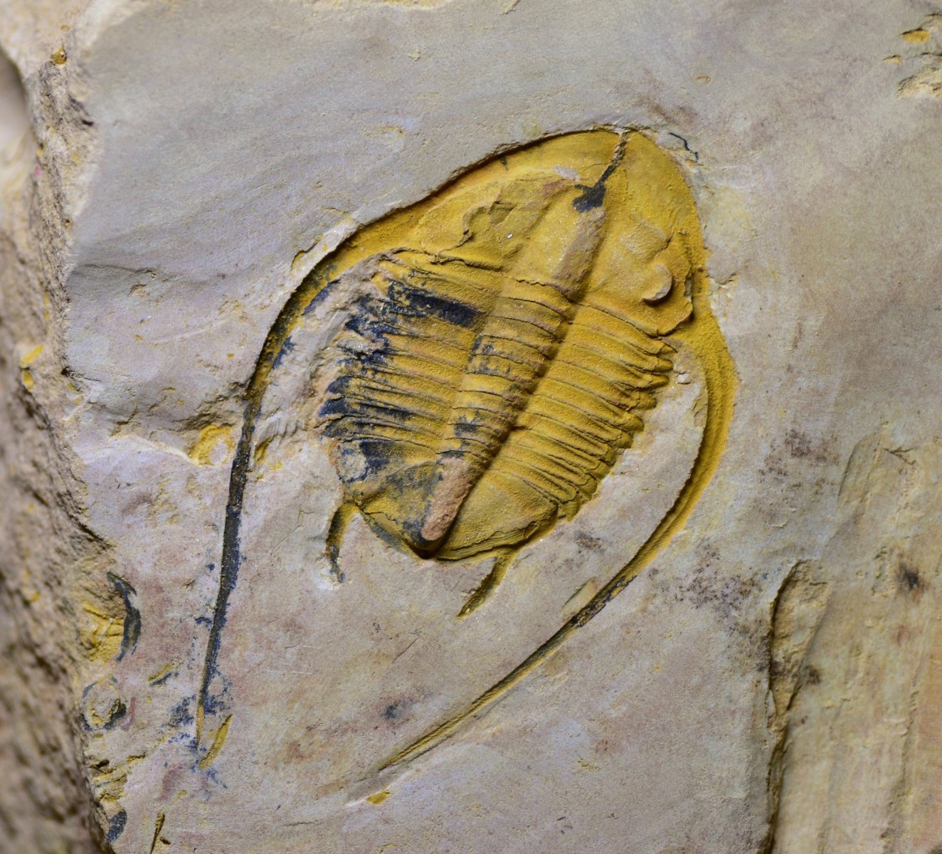 China/Guangxi/Cambrian/Upper Cambrian - Member Collections - The Fossil ...