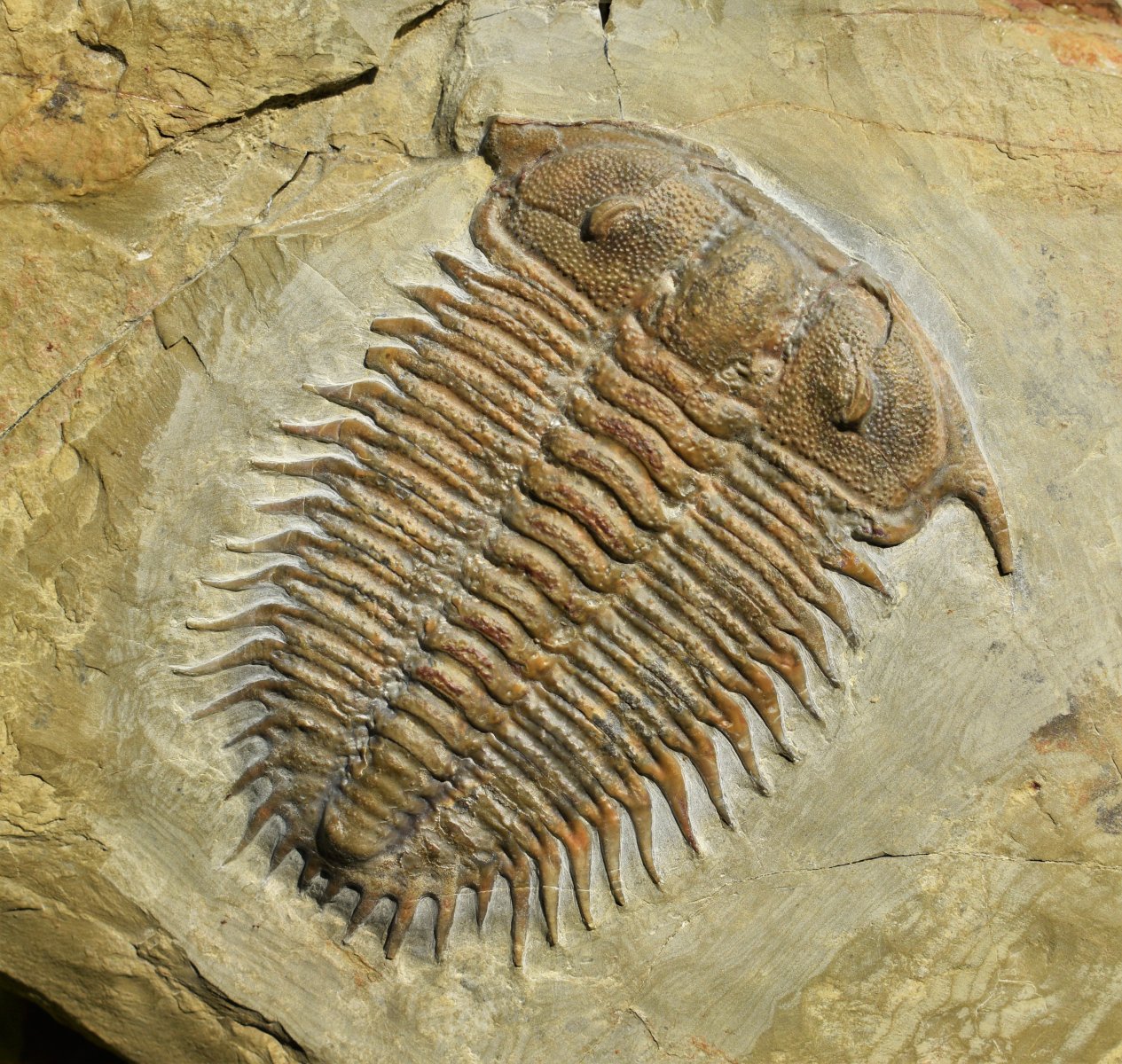 China/Shandong/Cambrian/Middle Cambrian - Member Collections - The ...