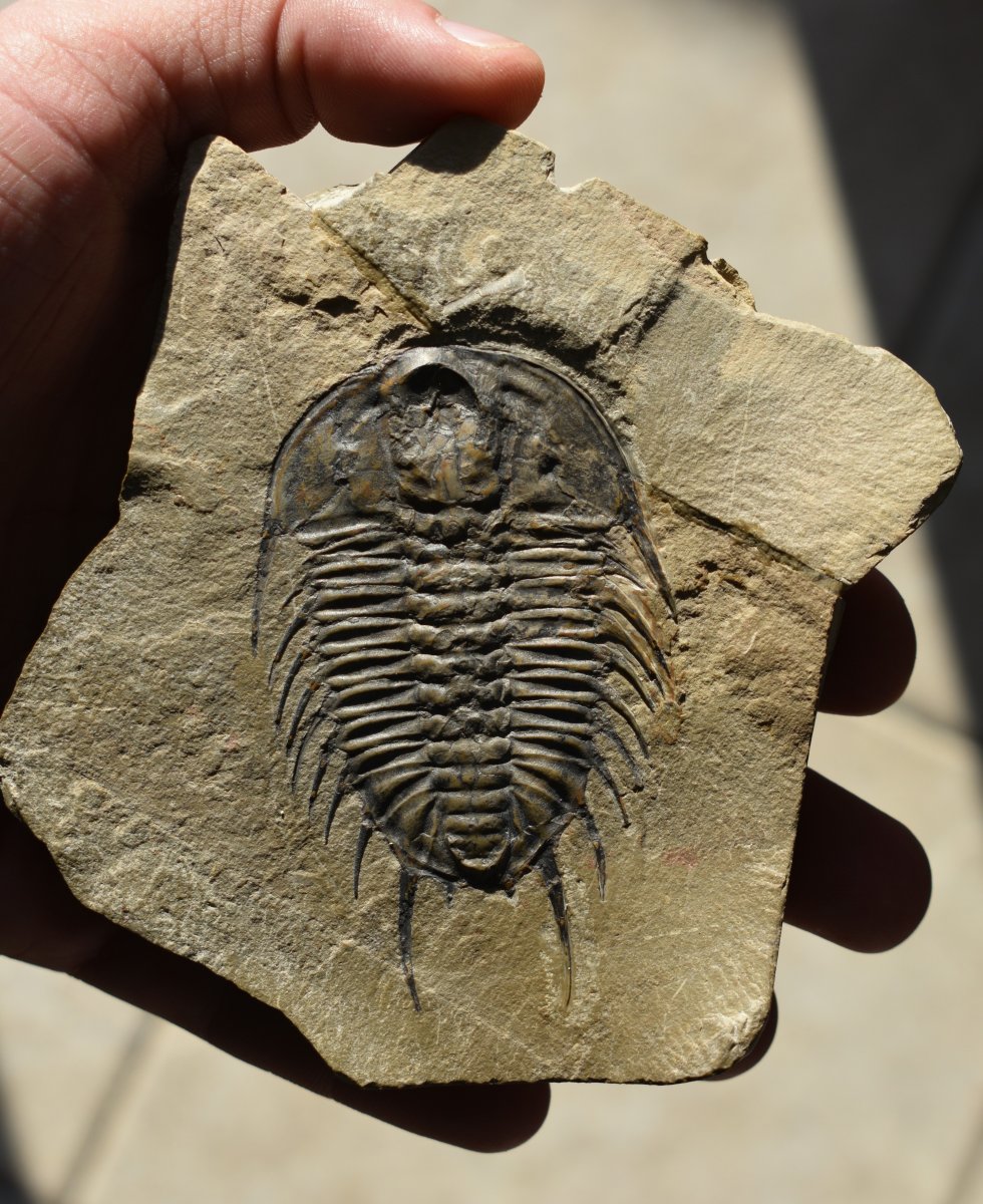 USA/Utah/Cambrian/Middle Cambrian - Member Collections - The Fossil Forum