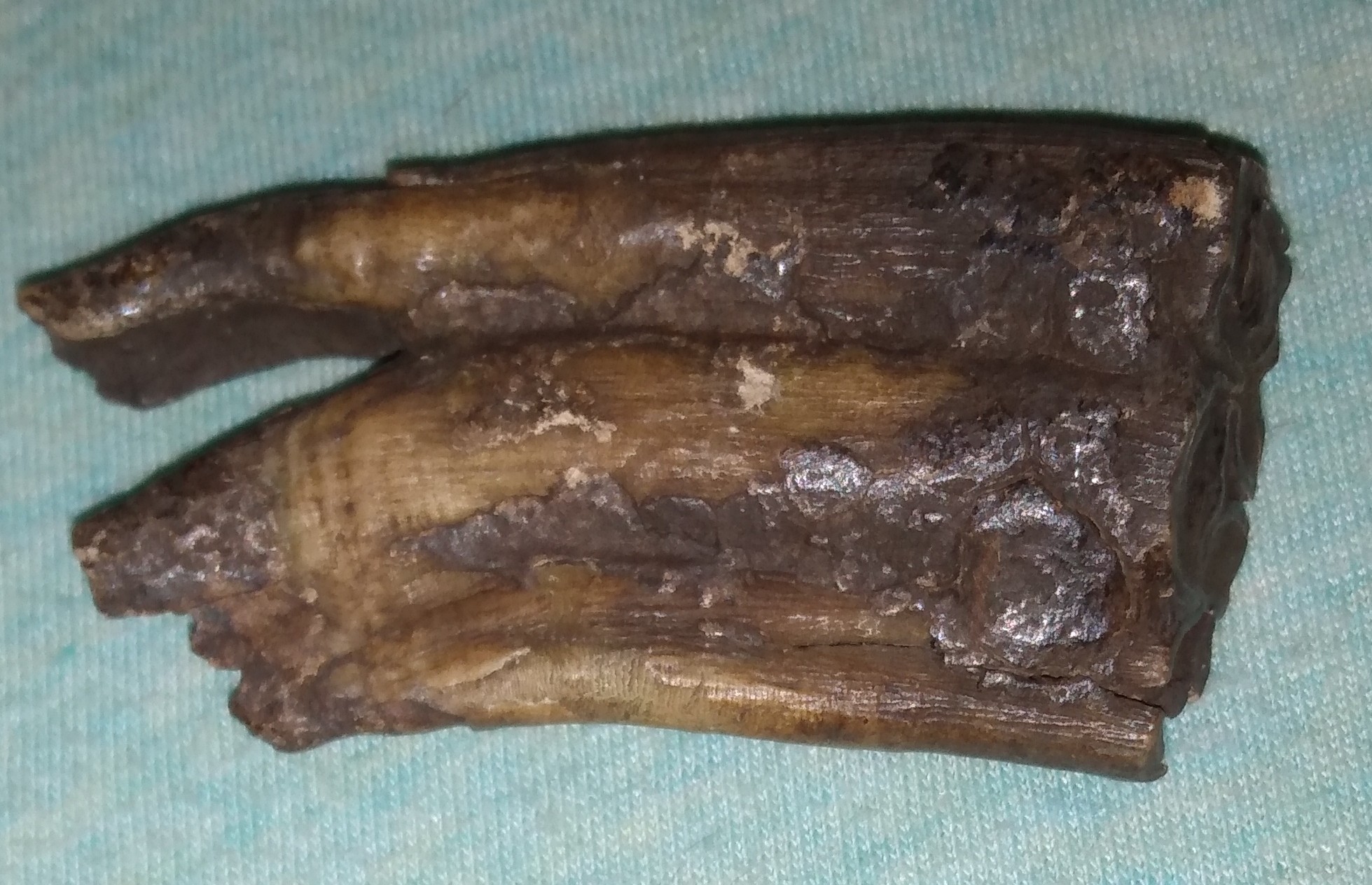 Petrified teeth??? - Fossil ID - The Fossil Forum