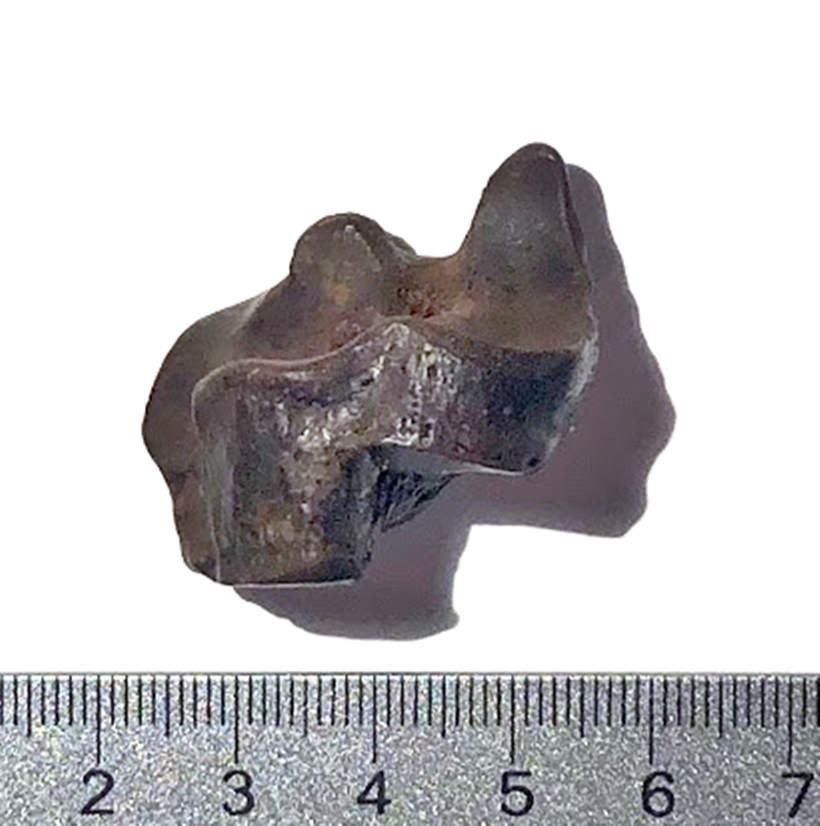 ID Help with Bone from Matoaka - Fossil ID - The Fossil Forum