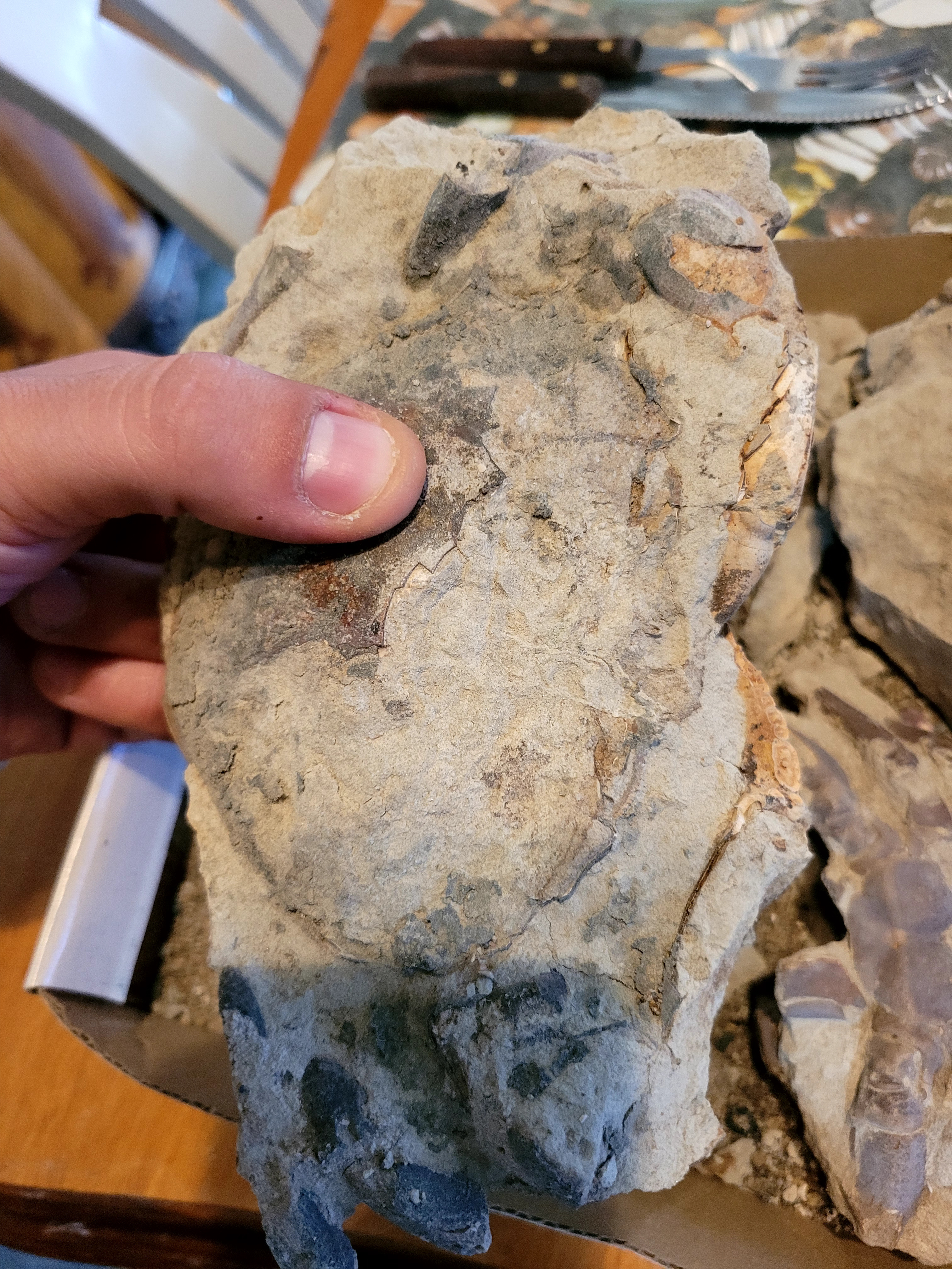 Crab, fragile fossil, how to prepare it? - General Fossil Discussion ...