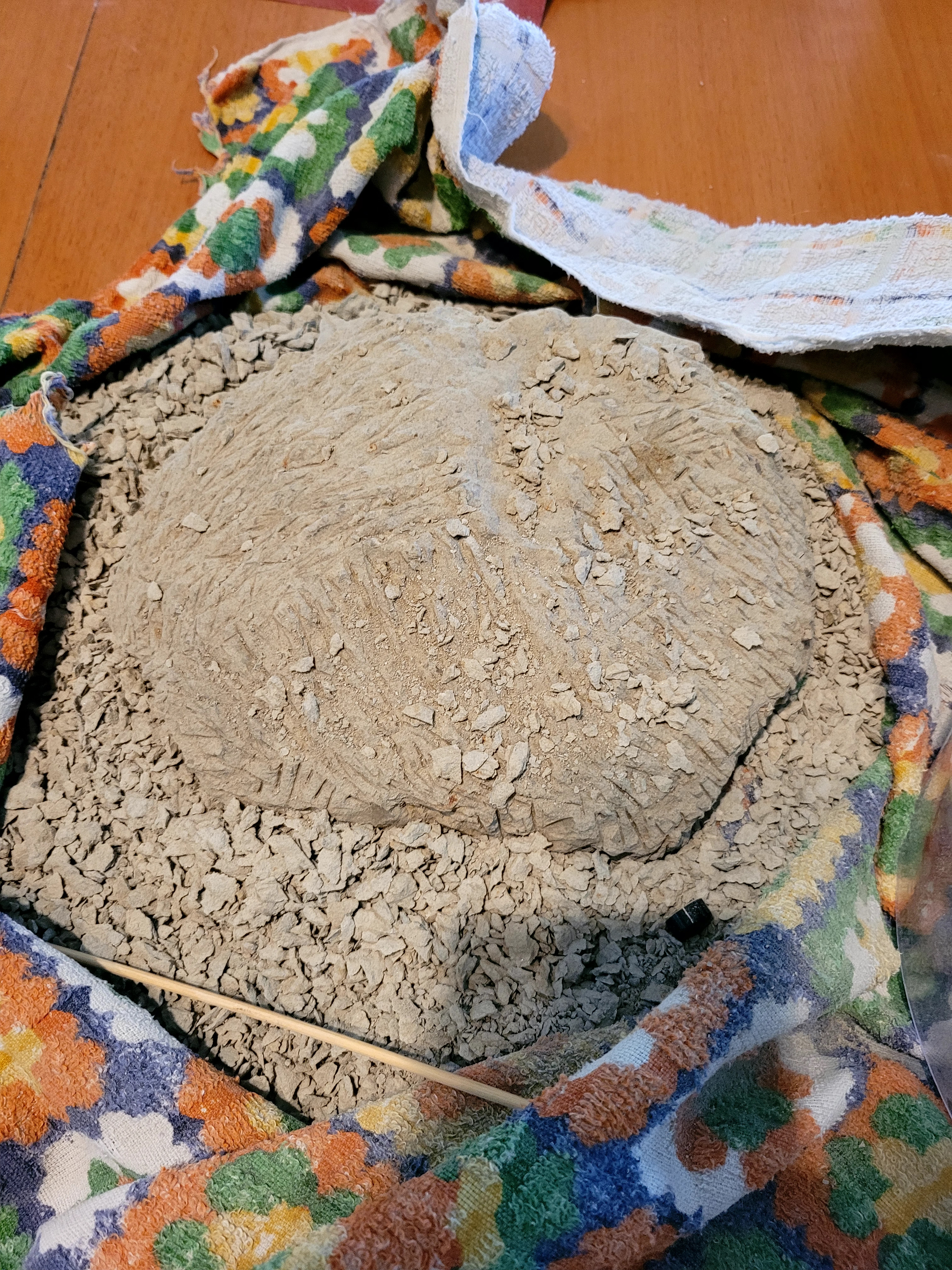 Crab, fragile fossil, how to prepare it? - General Fossil Discussion ...