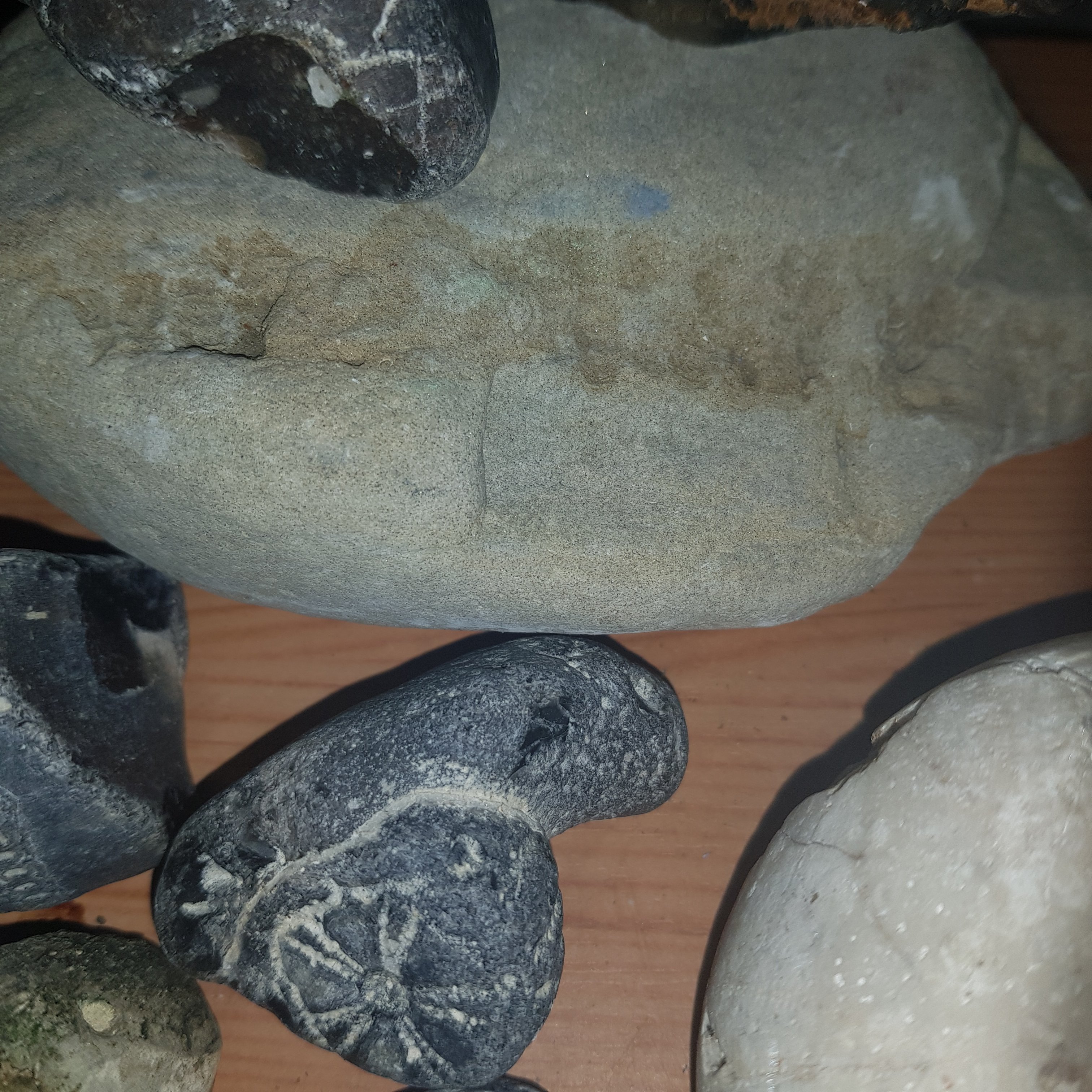 Keep finding bone and tooth shaped flint while collecting plastic ...