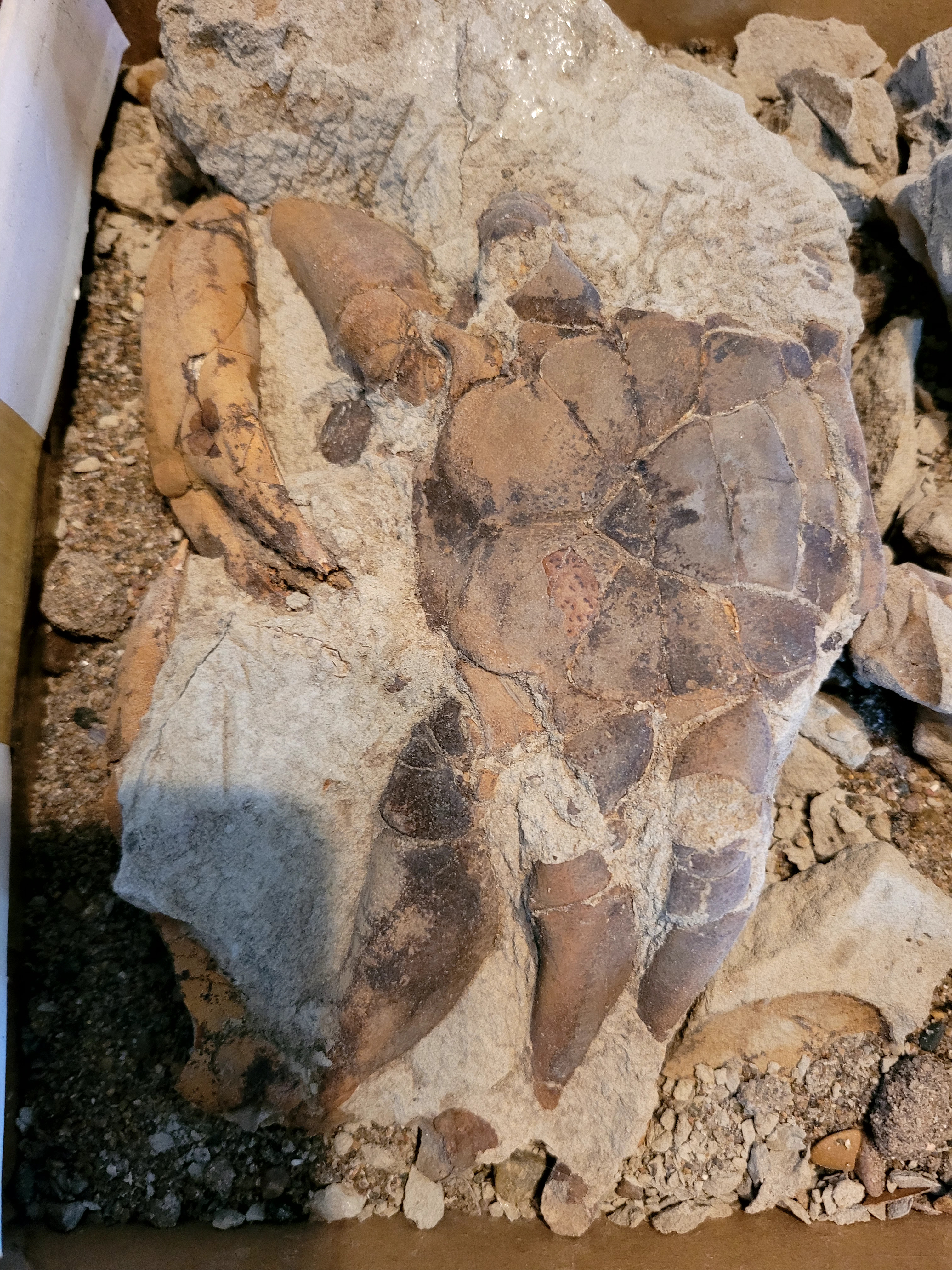 Crab, fragile fossil, how to prepare it? - General Fossil Discussion ...