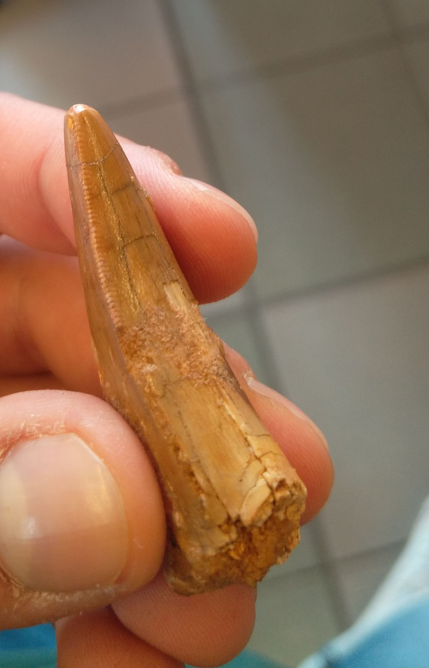 Deltadromeus tooth? - Fossil ID - The Fossil Forum