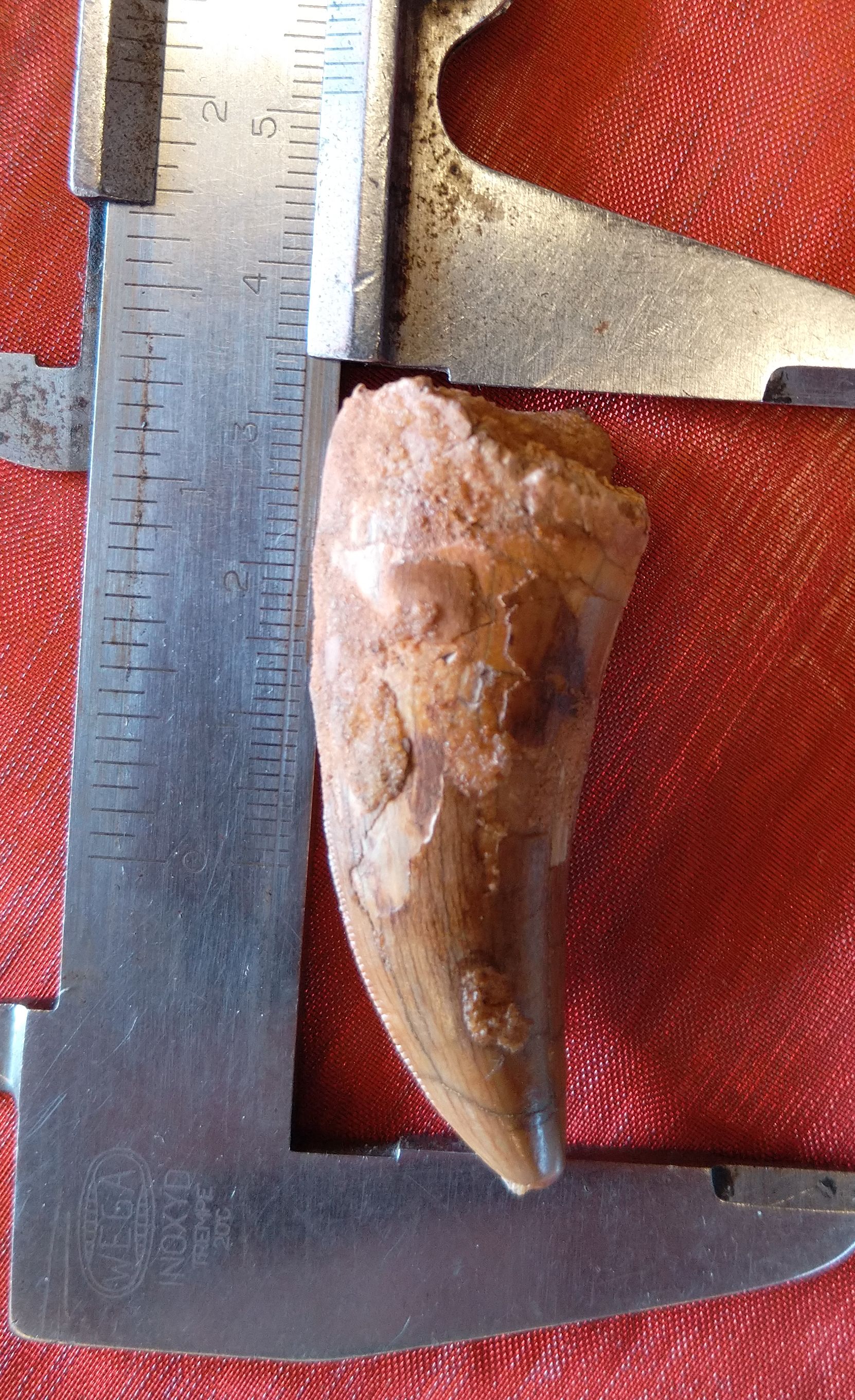 Deltadromeus tooth? - Fossil ID - The Fossil Forum