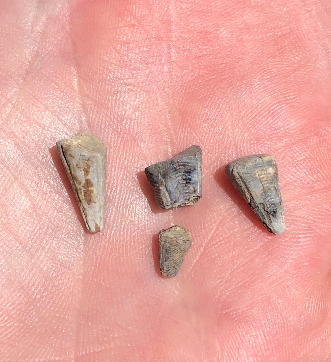 A Weekend in North Texas - Fossil Hunting Trips - The Fossil Forum