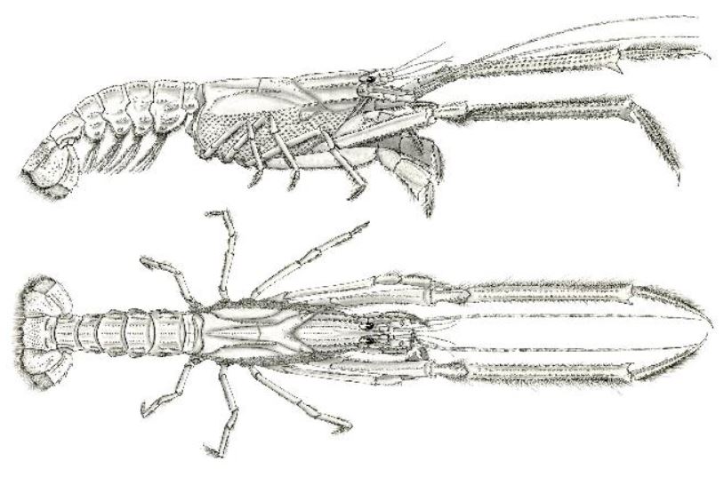 Mecochirus longimanatus Schlotheim 1822 - Crustaceans - The Fossil Forum