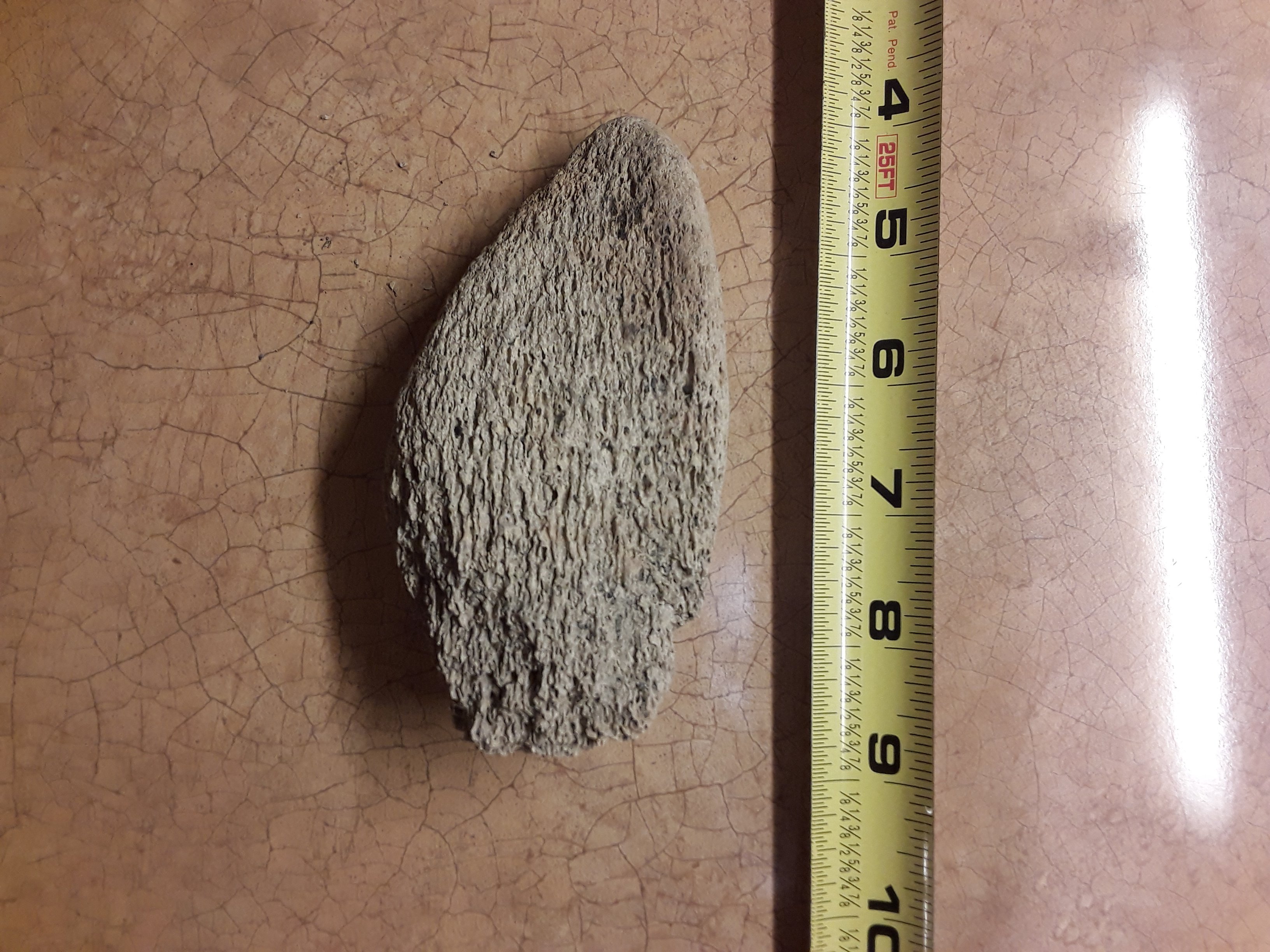 Large Bone Fragment - Fossil ID - The Fossil Forum