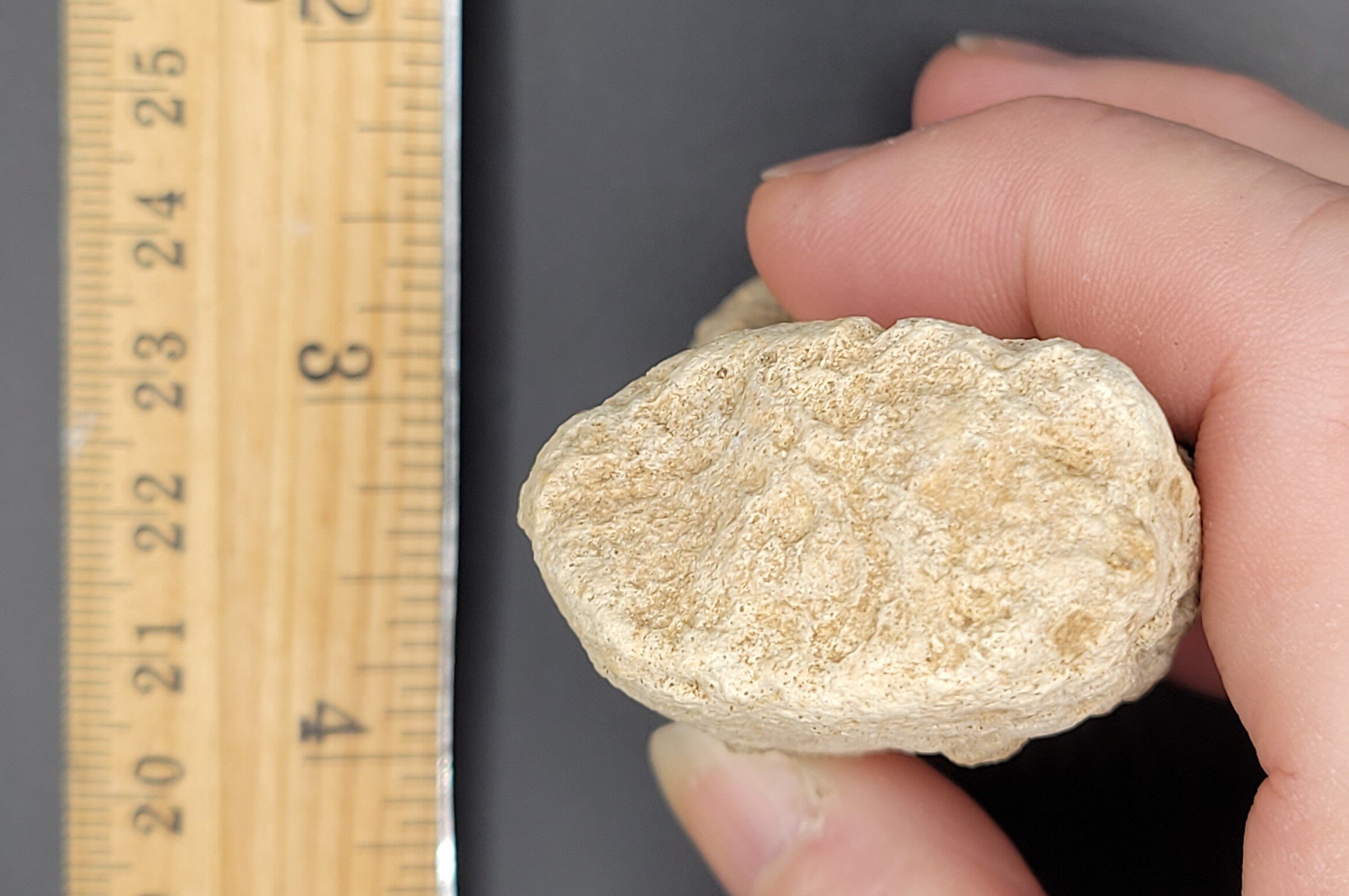 Possible Mammal Bone Fossil Cast?? - Fossil ID - The Fossil Forum