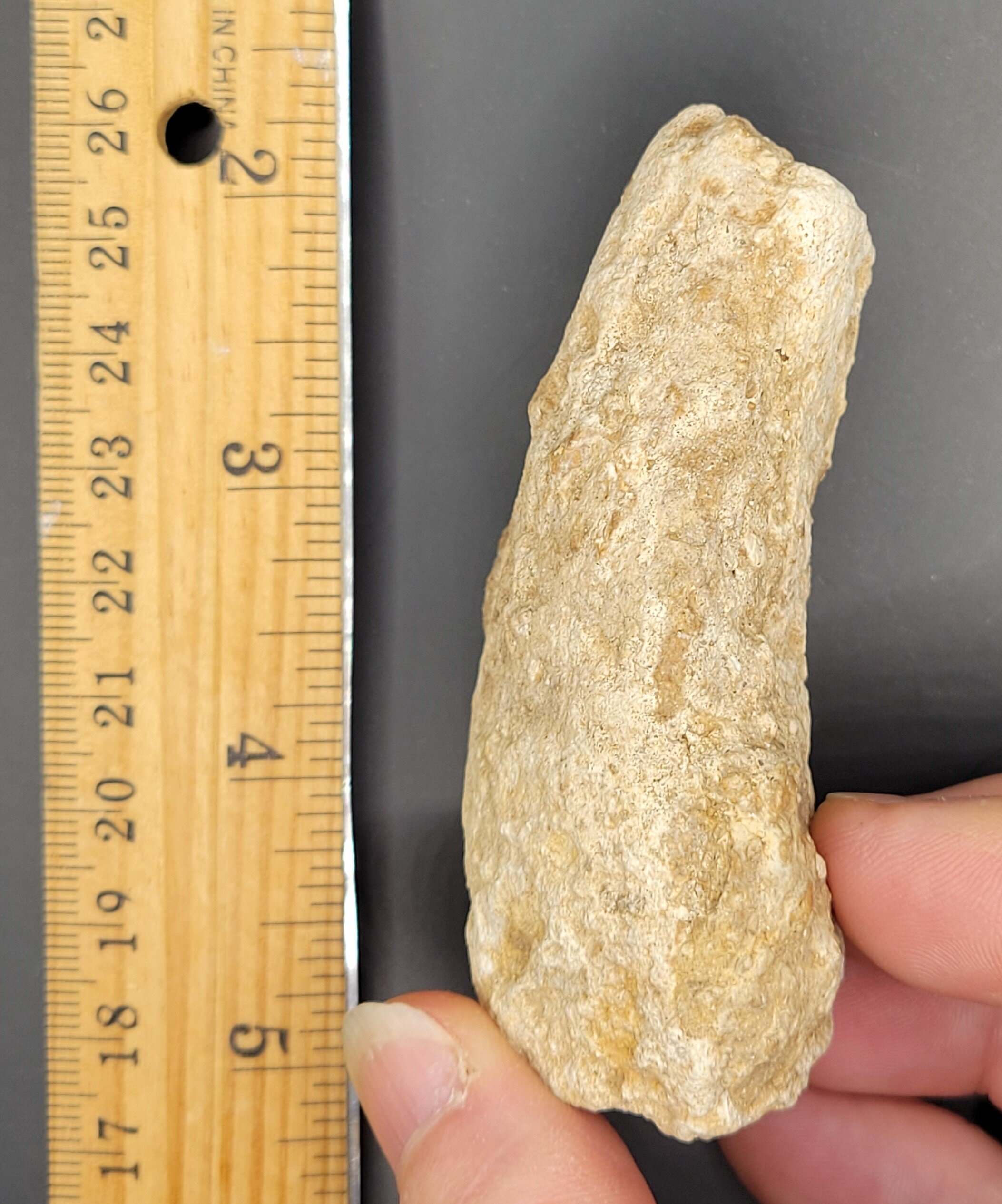 Possible Mammal Bone Fossil Cast?? - Fossil ID - The Fossil Forum