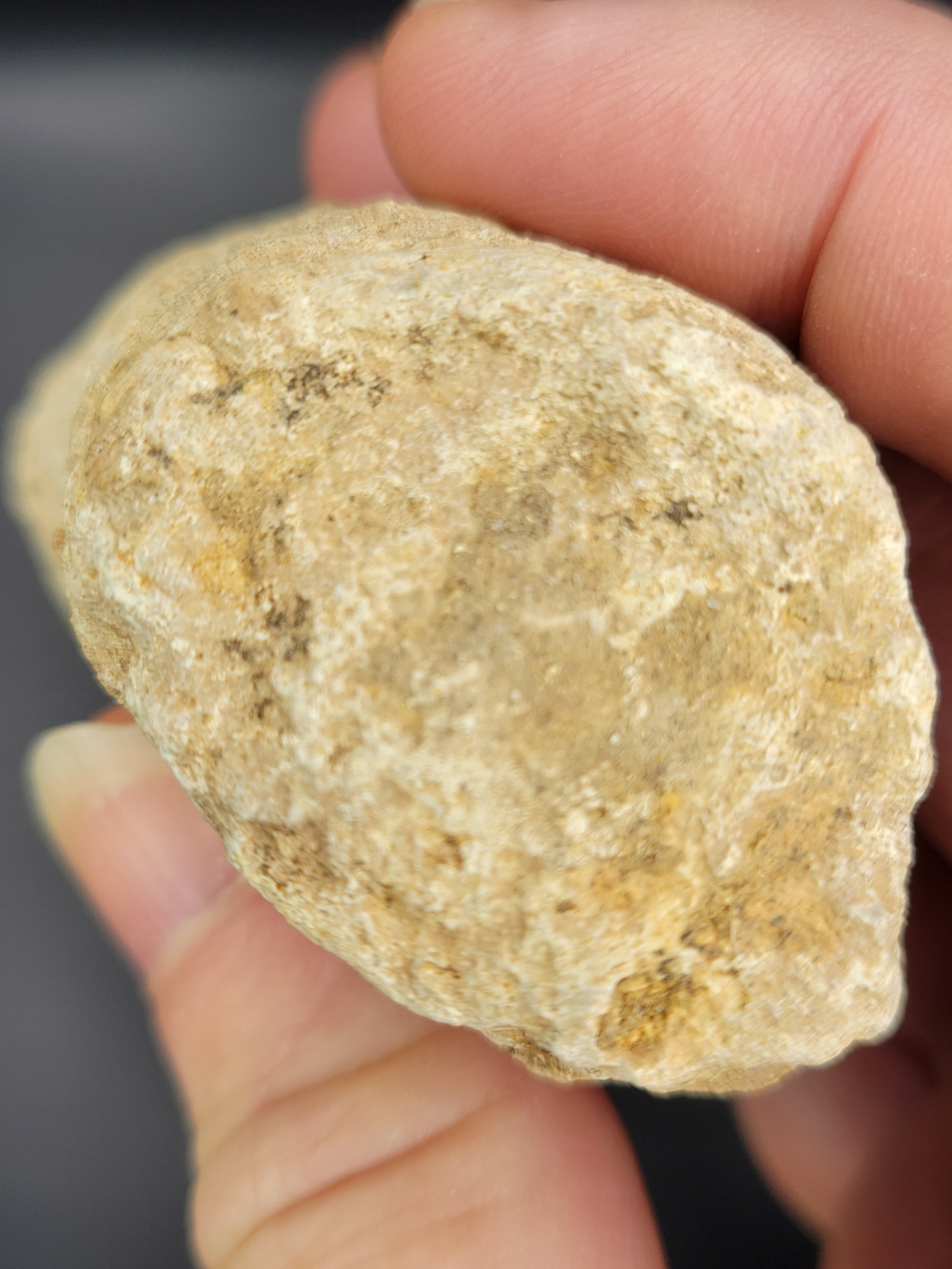 Possible Mammal Bone Fossil Cast?? - Fossil ID - The Fossil Forum
