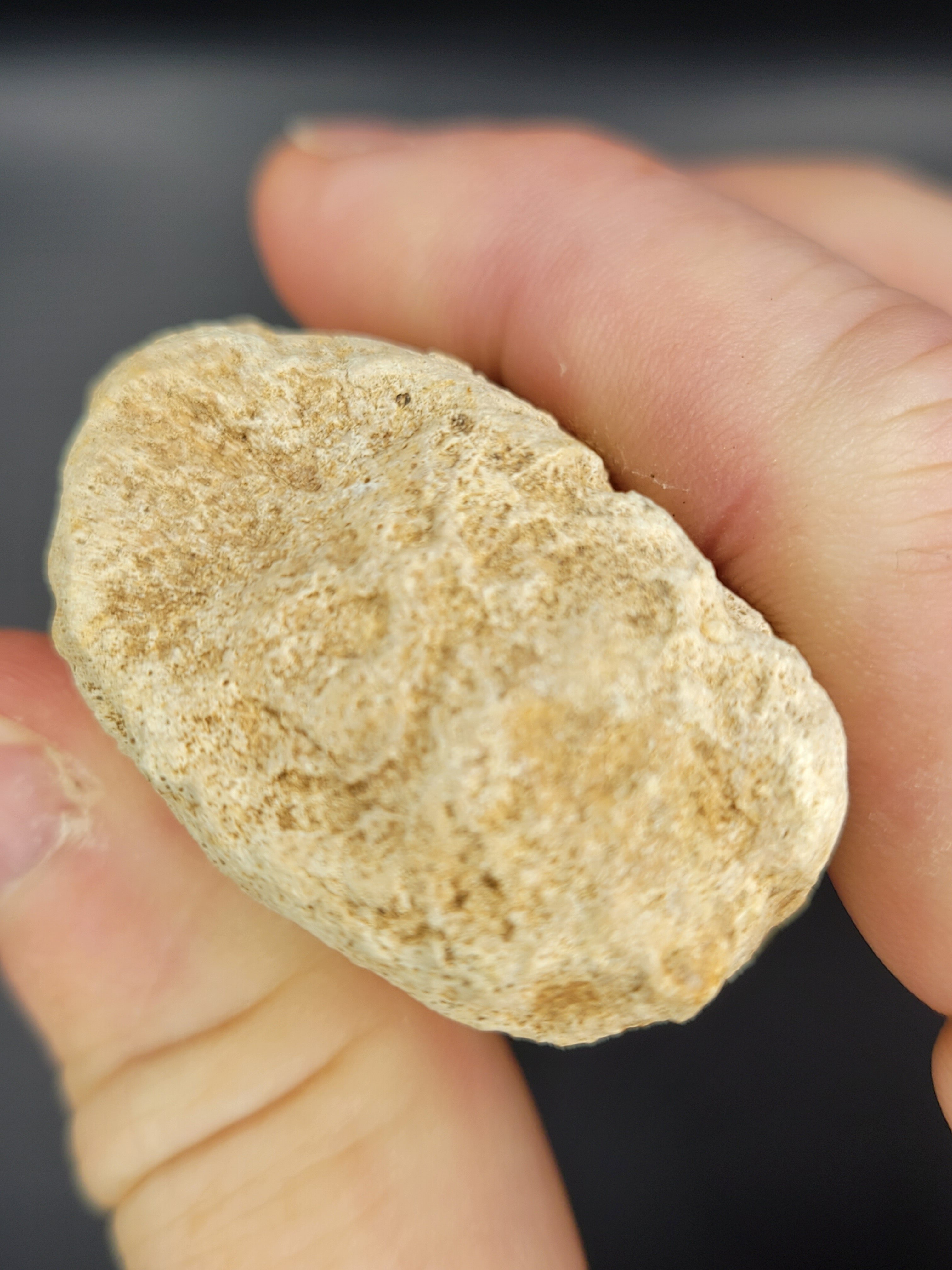 Possible Mammal Bone Fossil Cast?? - Fossil ID - The Fossil Forum