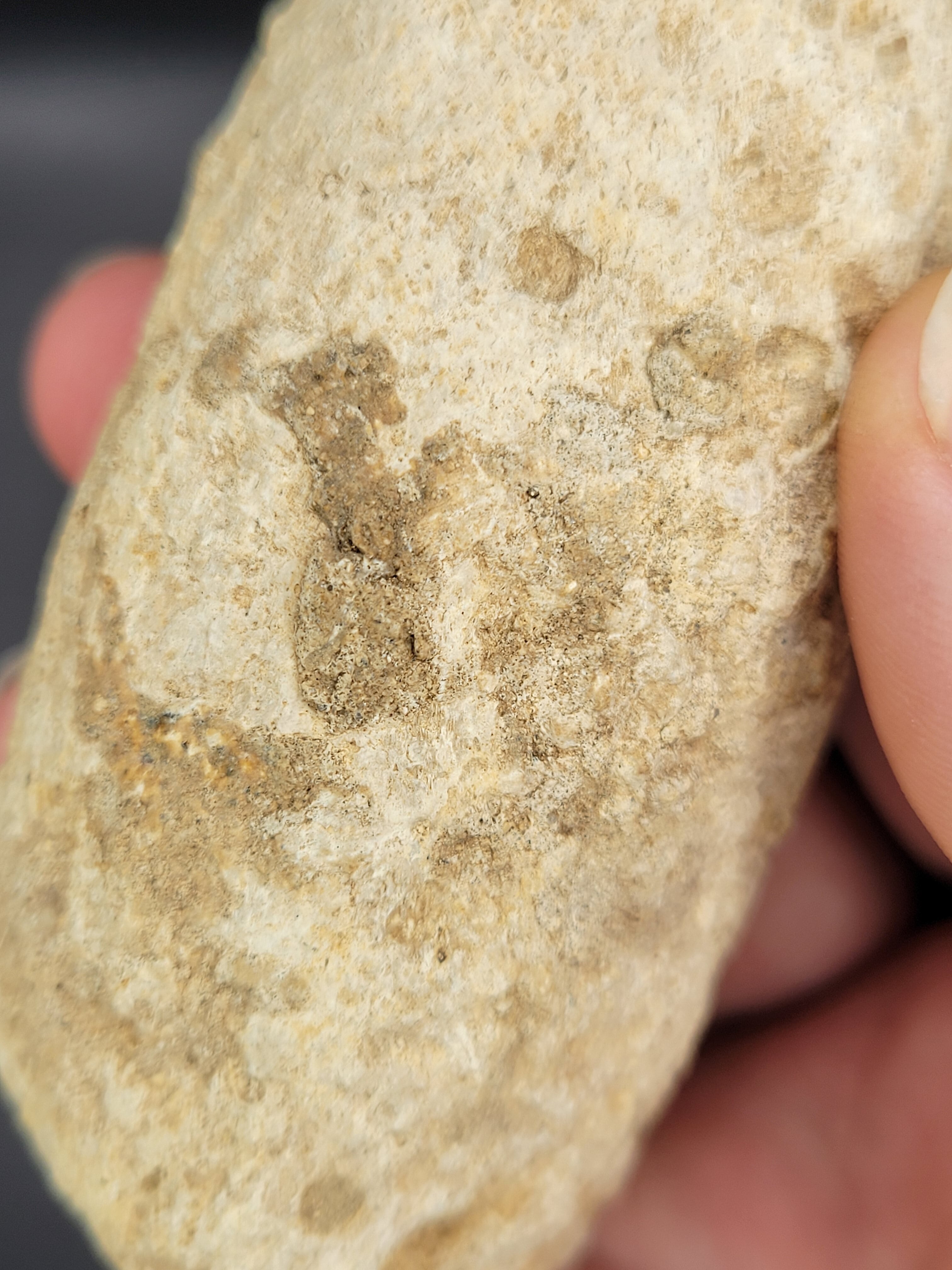 Possible Mammal Bone Fossil Cast?? - Fossil ID - The Fossil Forum
