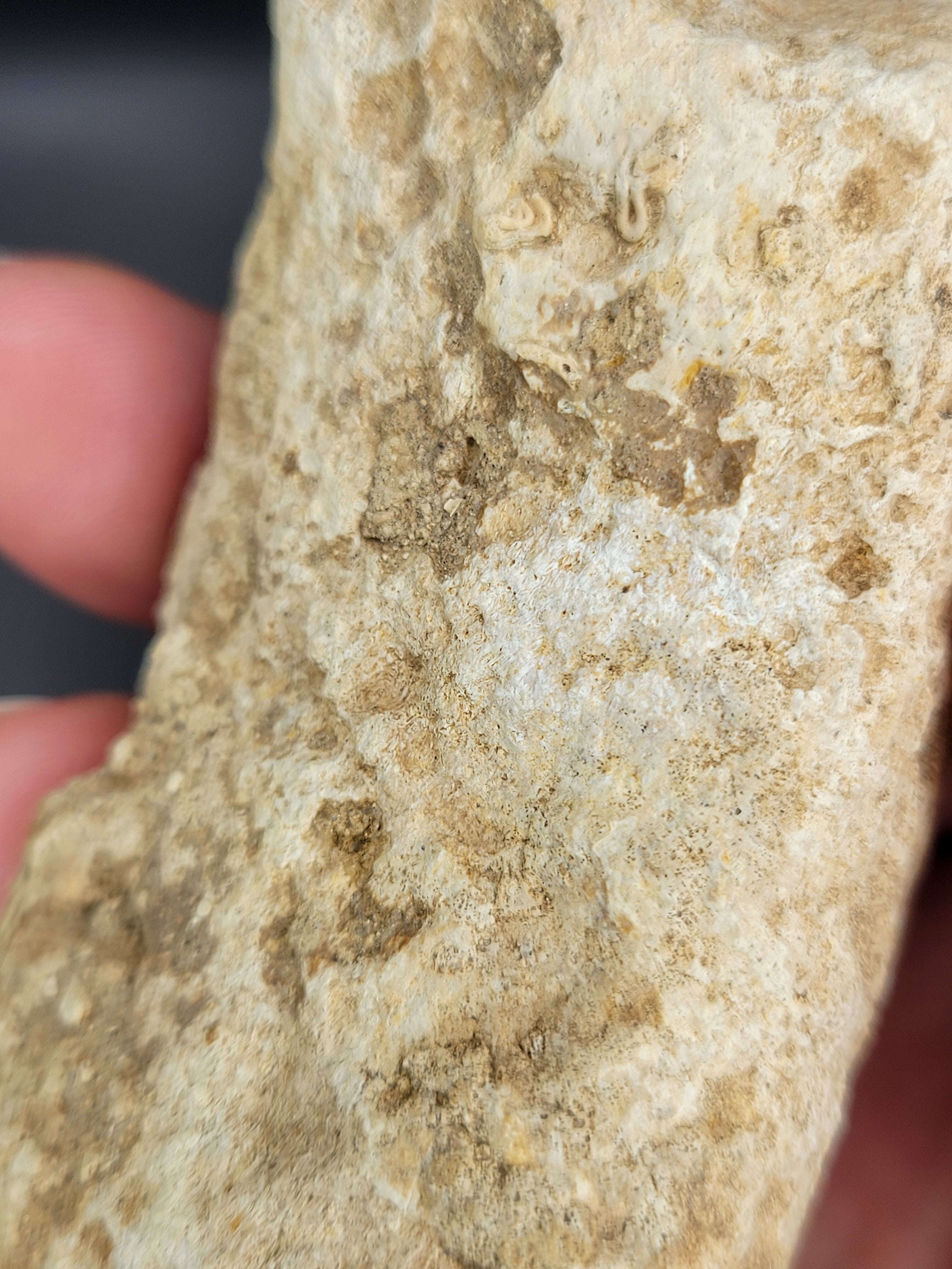 Possible Mammal Bone Fossil Cast?? - Fossil ID - The Fossil Forum