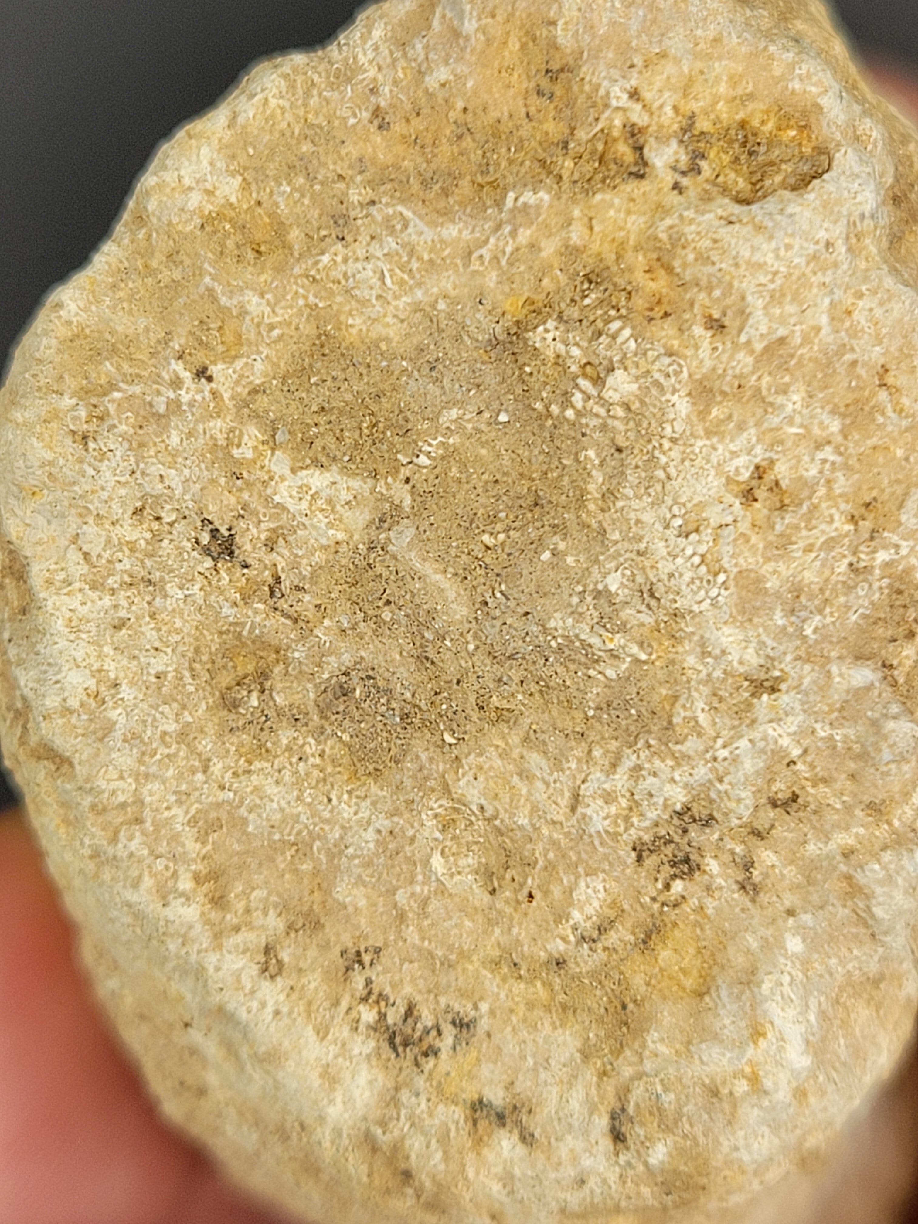 Possible Mammal Bone Fossil Cast?? - Fossil ID - The Fossil Forum
