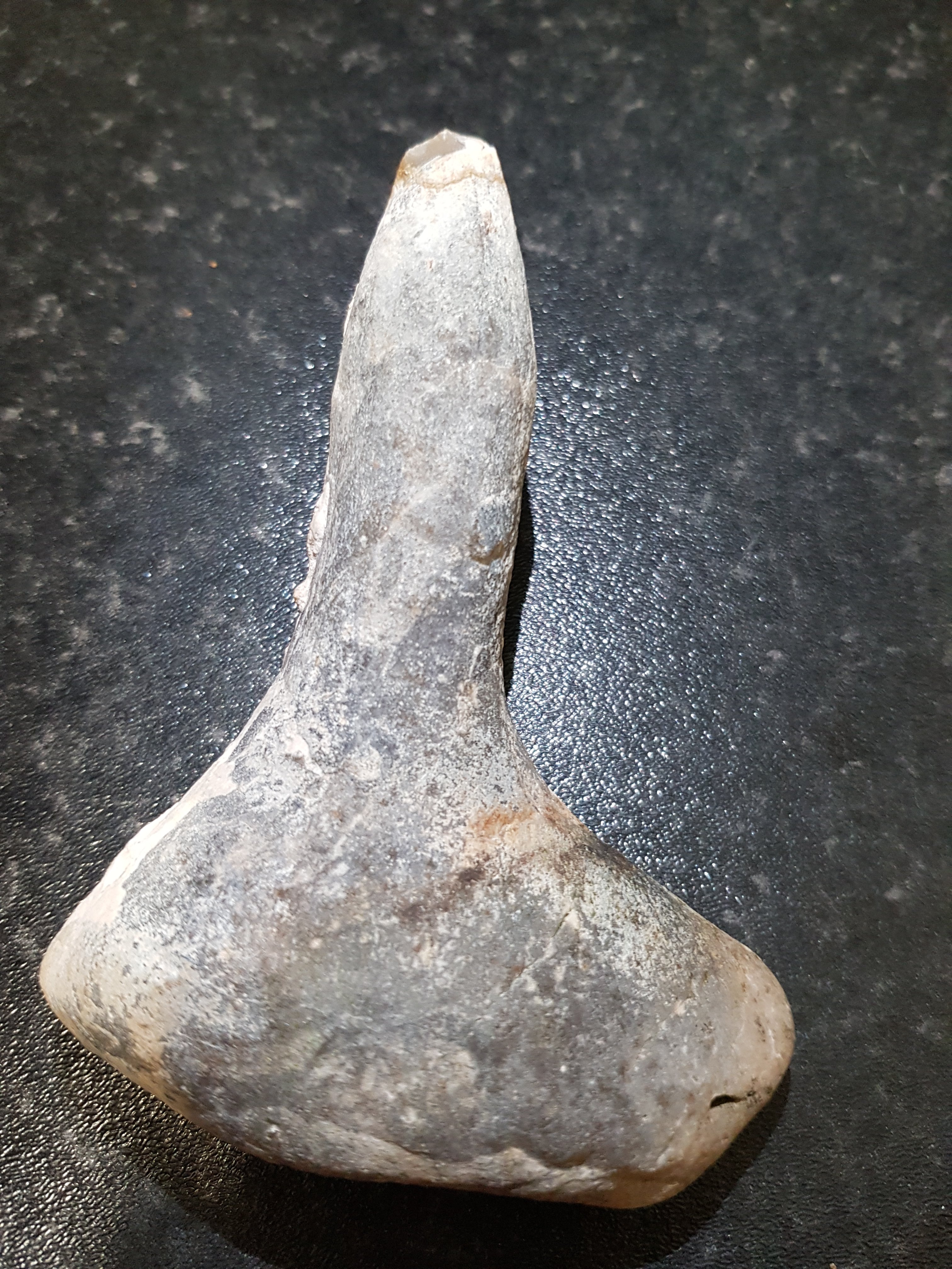 Stone like tooth ? - Fossil ID - The Fossil Forum