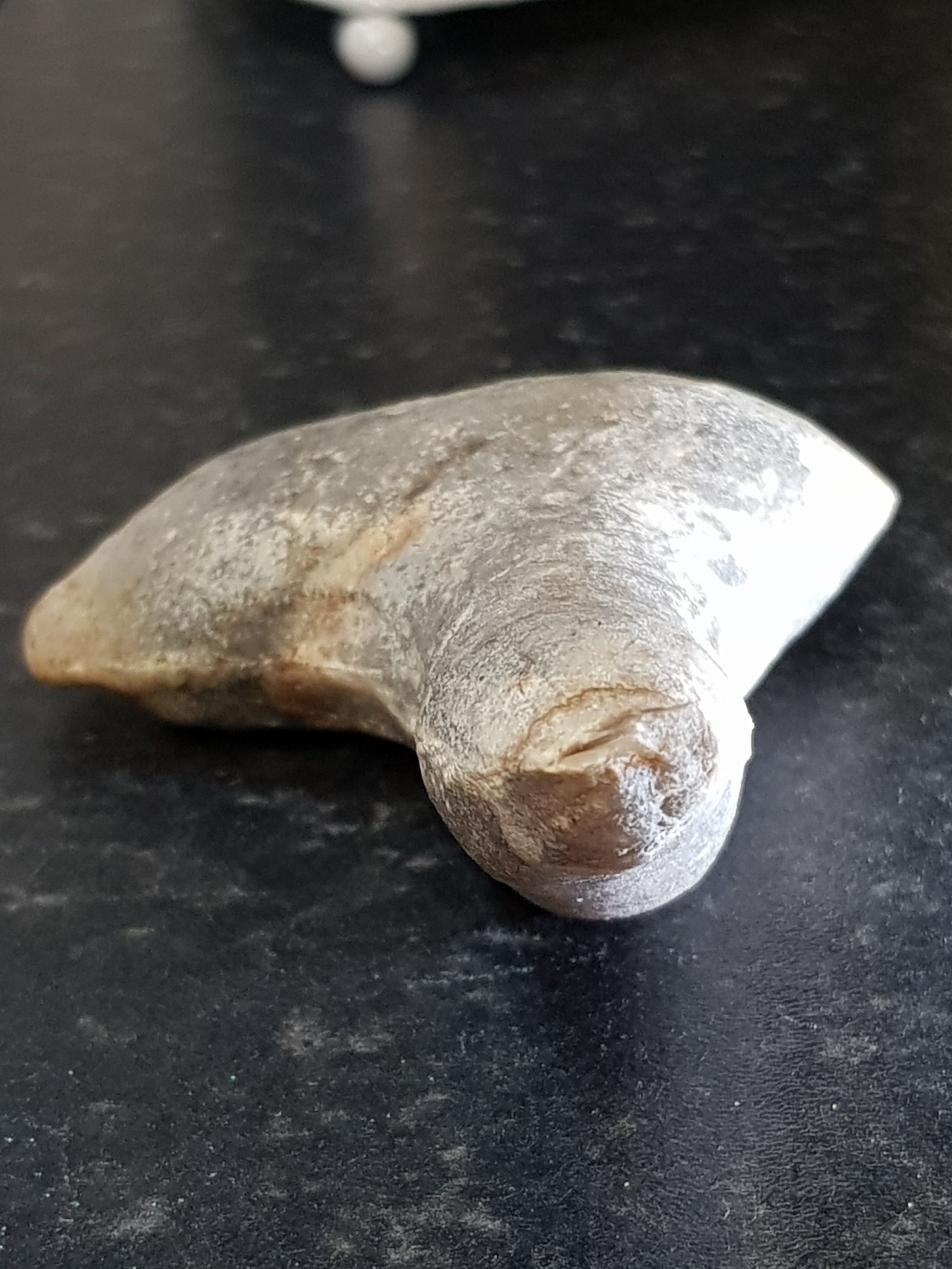 Stone like tooth ? - Fossil ID - The Fossil Forum