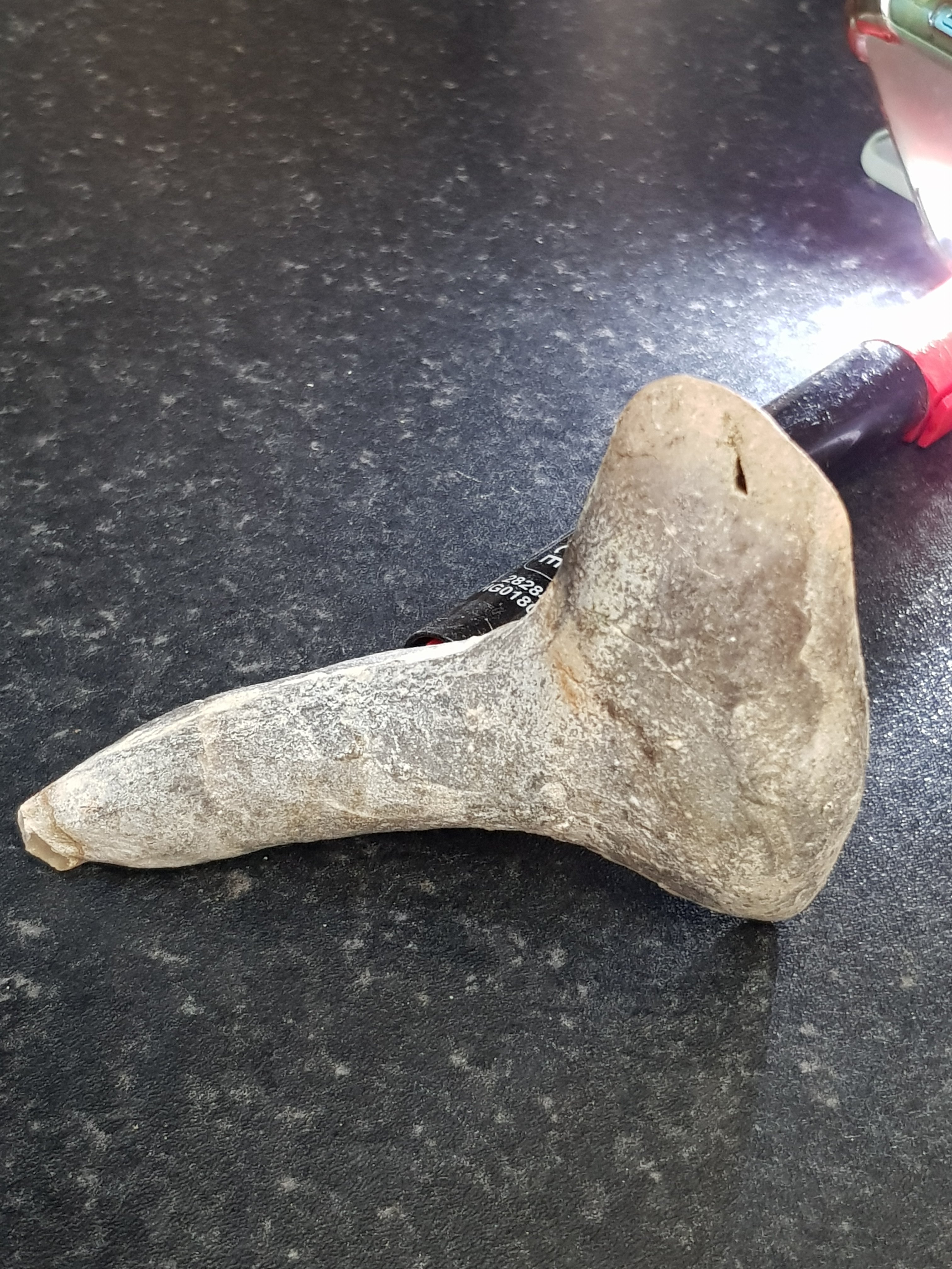 Stone like tooth ? - Fossil ID - The Fossil Forum