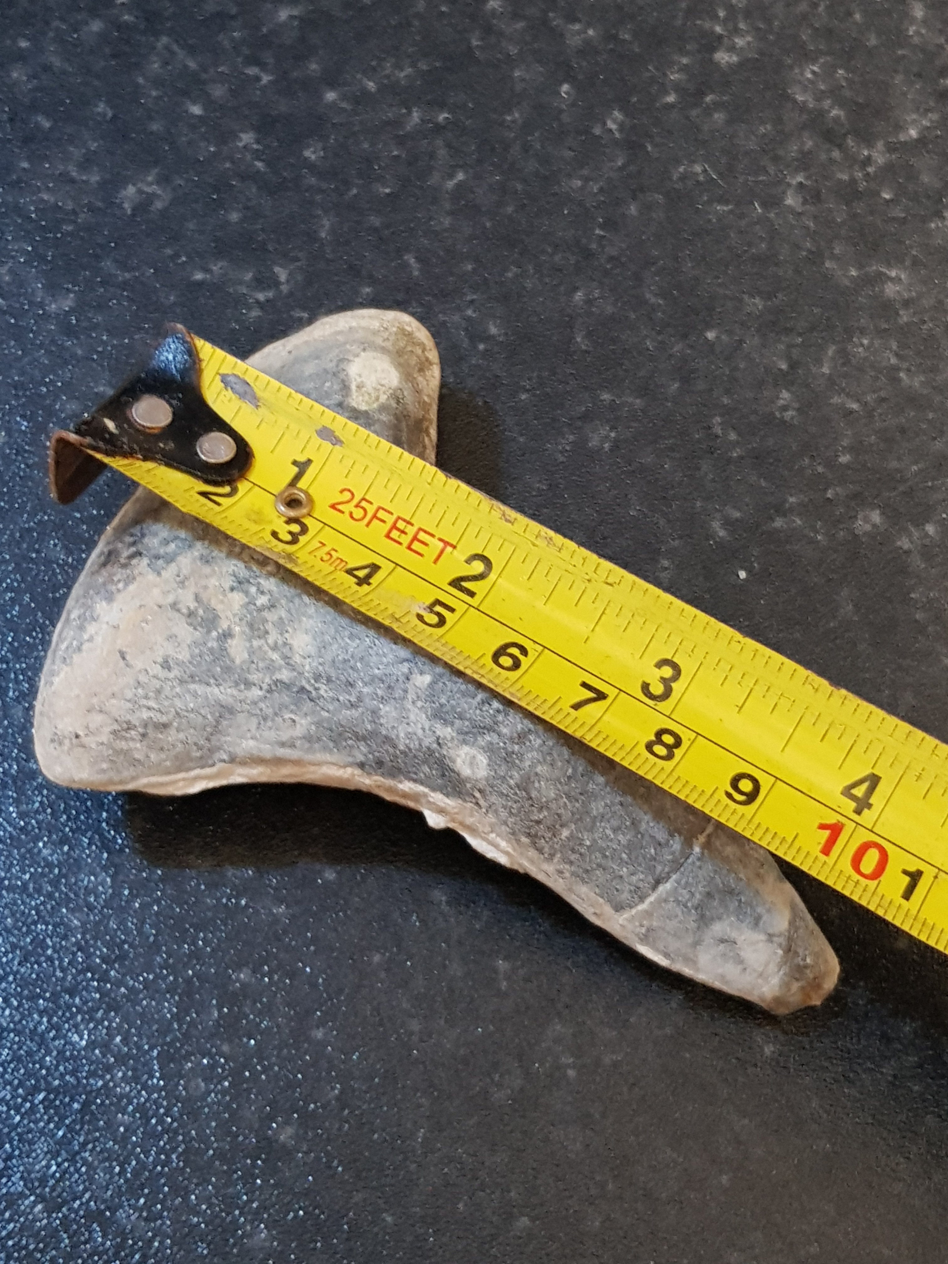 Stone like tooth ? - Fossil ID - The Fossil Forum