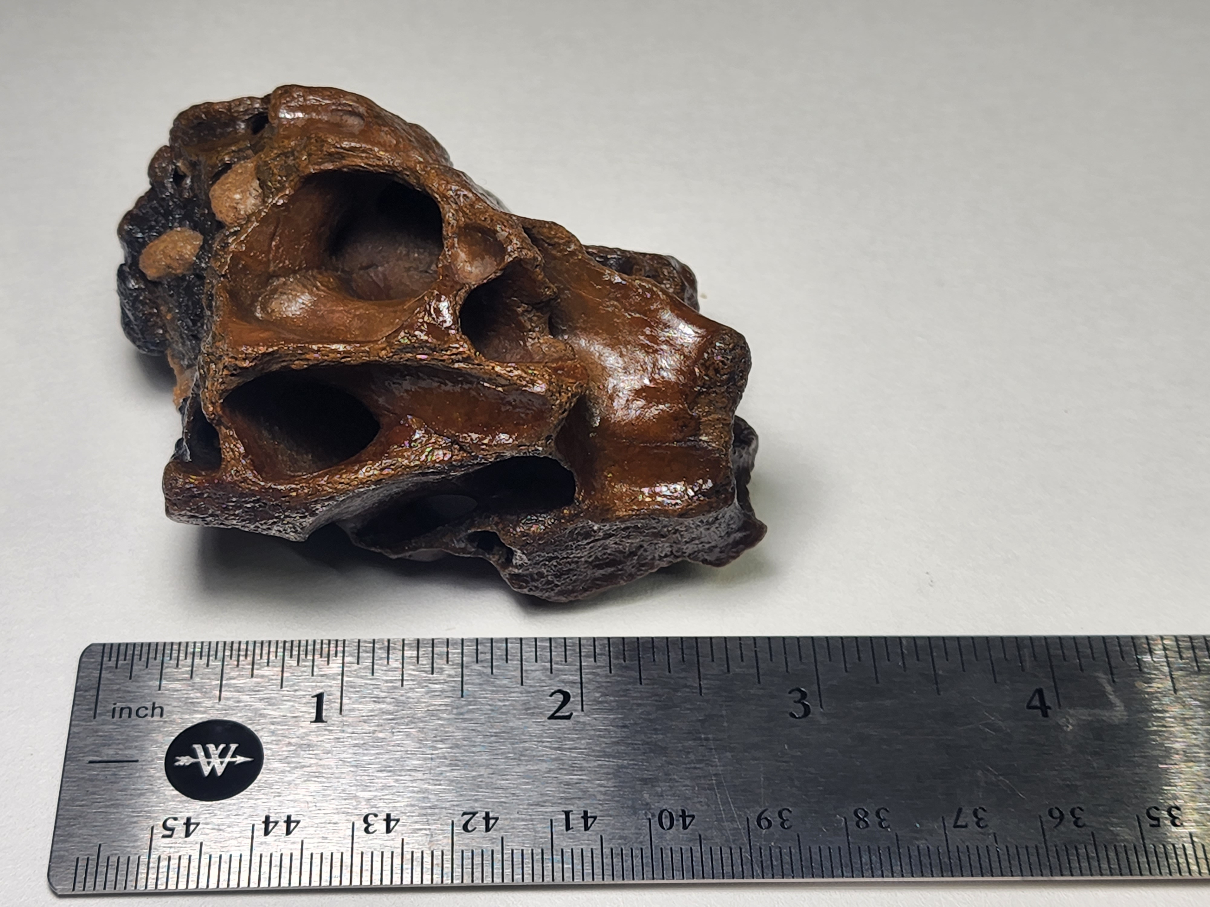 SE Texas bone - Fossil ID - The Fossil Forum
