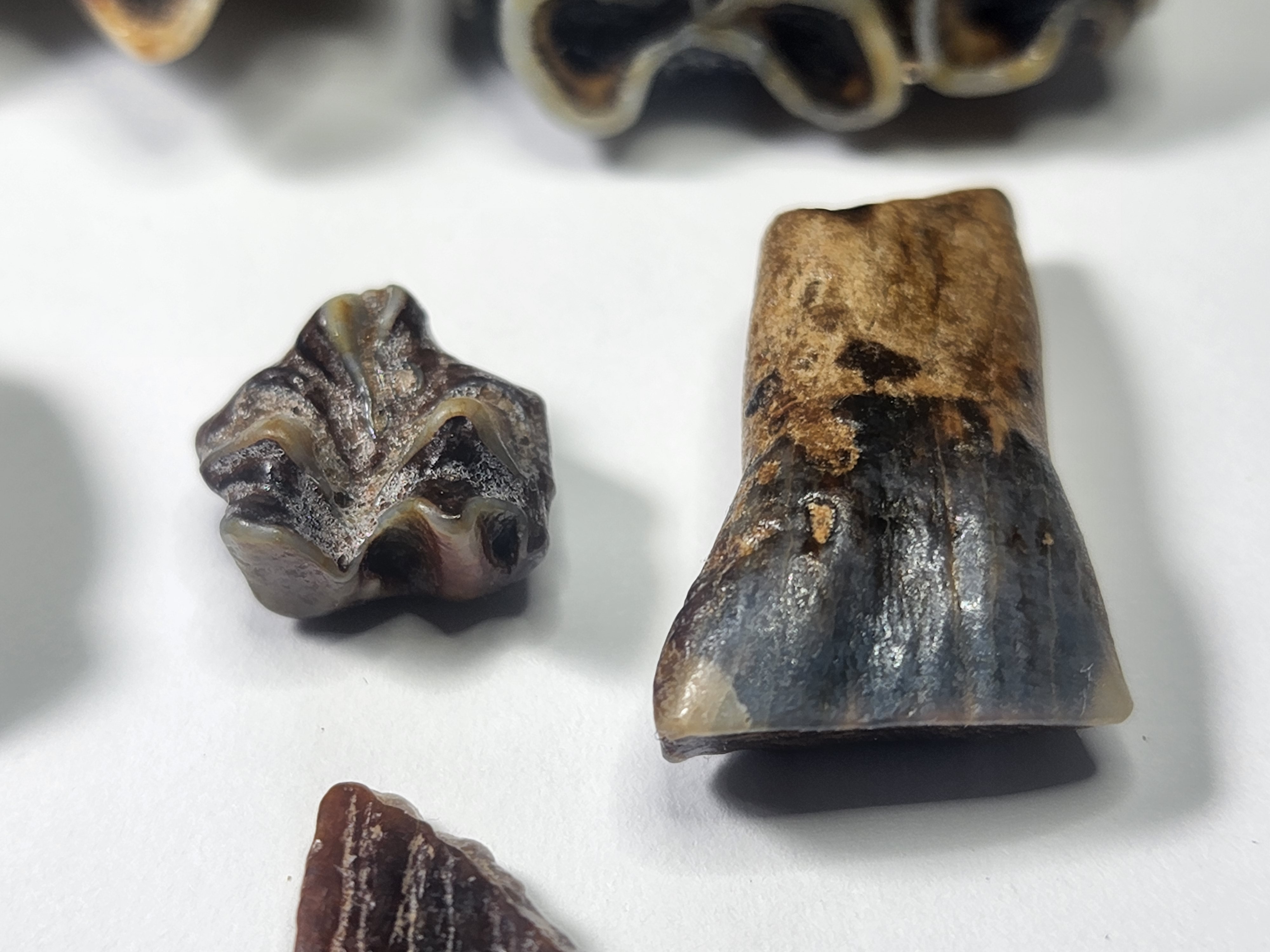 Texas Fossils - Teeth - Fossil ID - The Fossil Forum