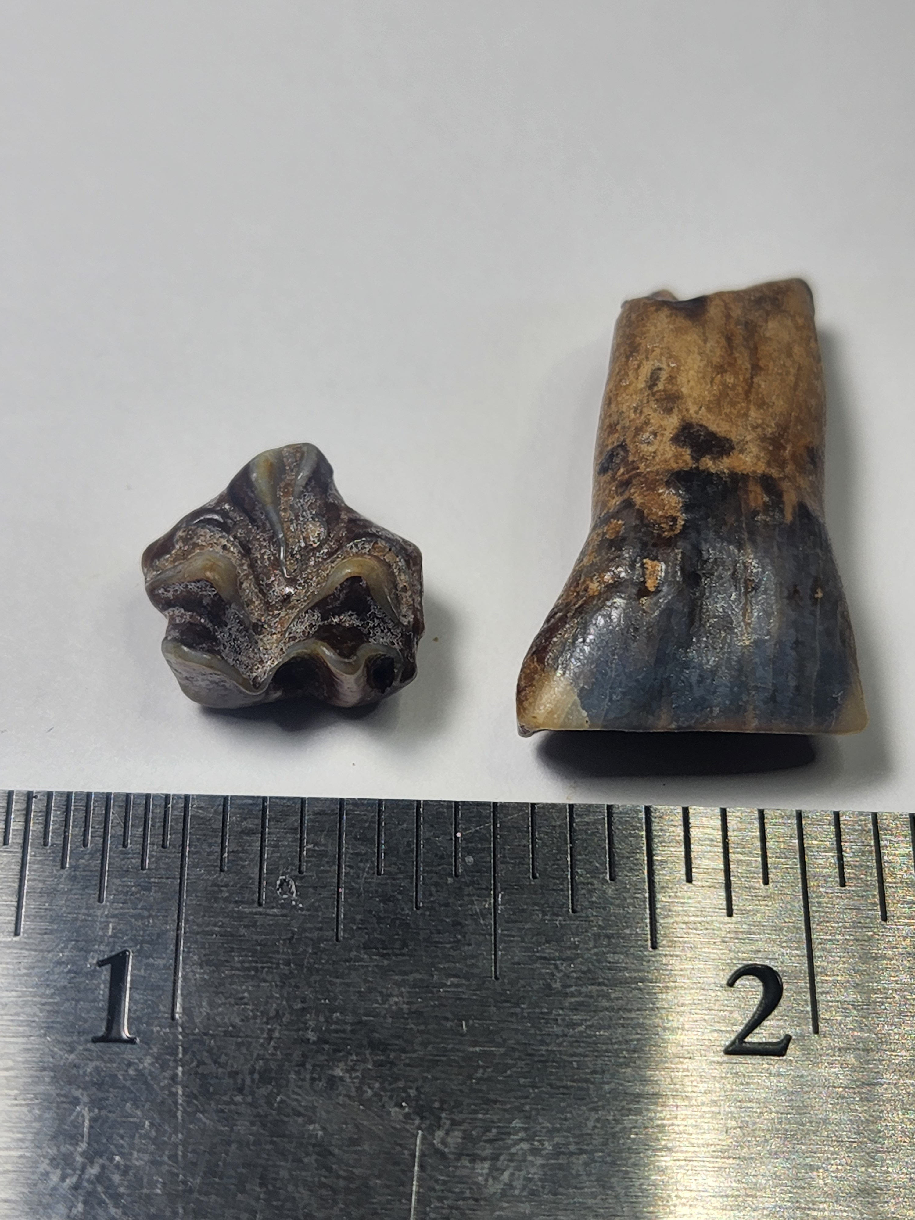 Texas Fossils - Teeth - Fossil ID - The Fossil Forum