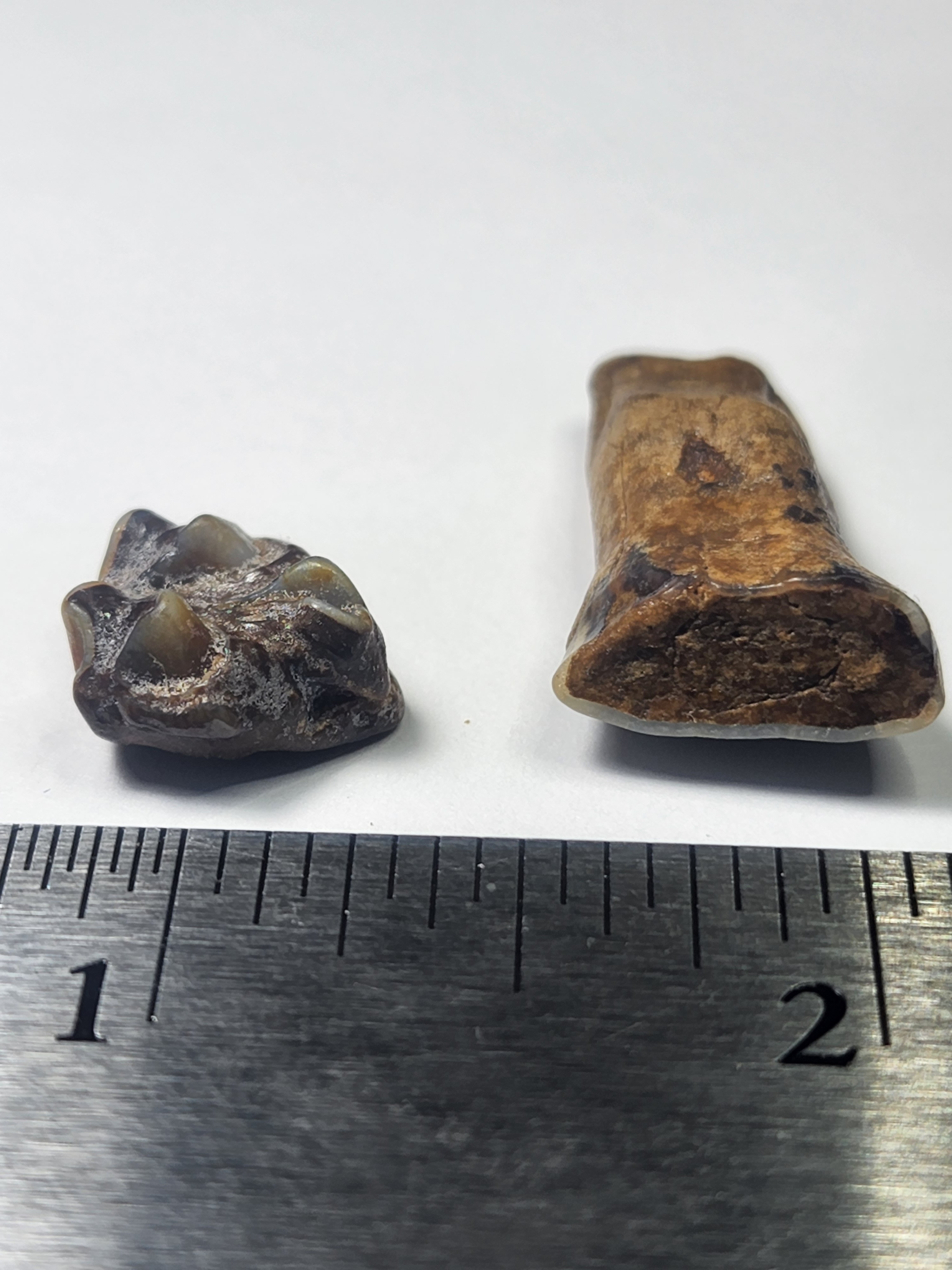 Texas Fossils - Teeth - Fossil ID - The Fossil Forum