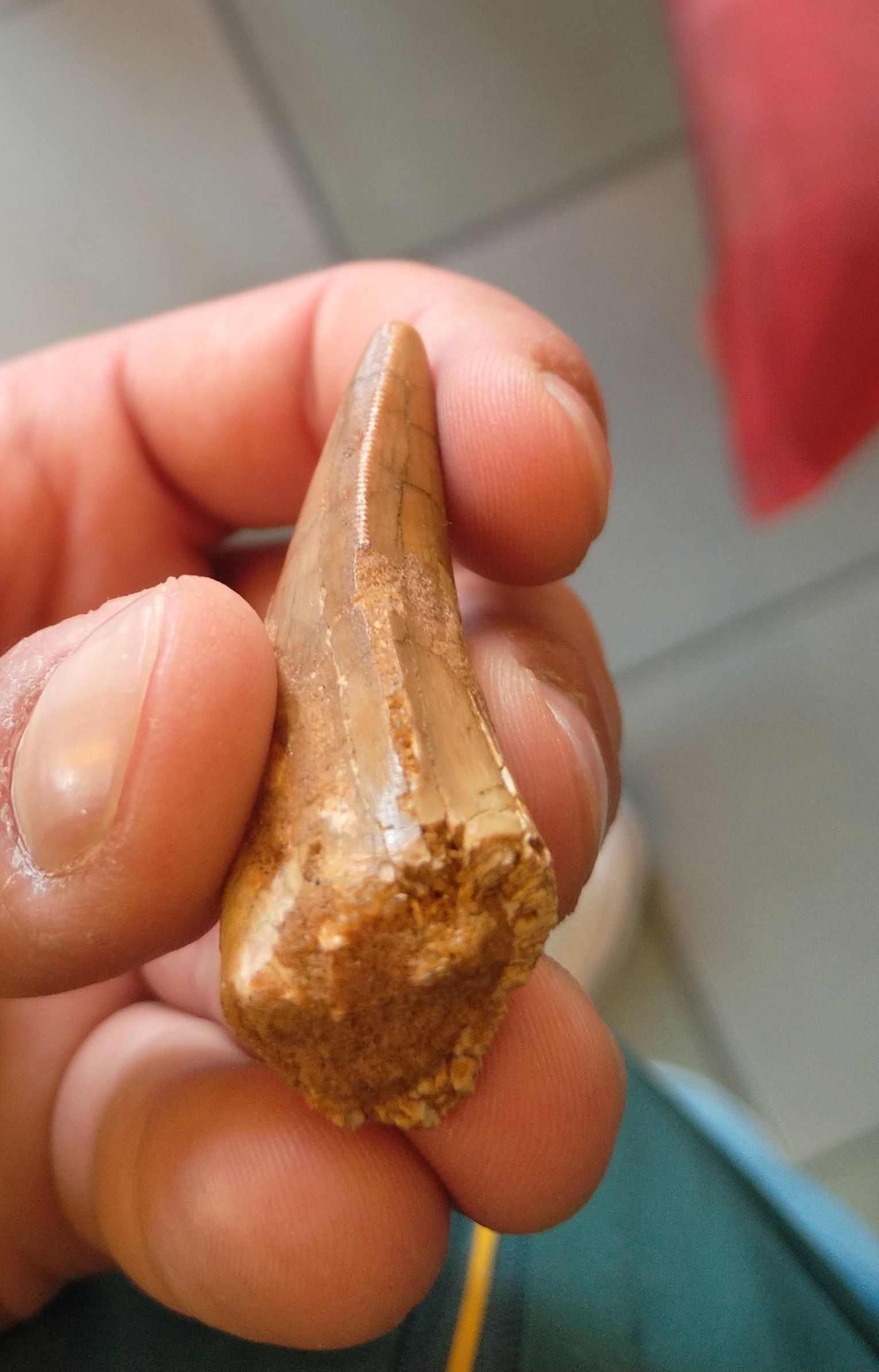 Deltadromeus tooth? - Fossil ID - The Fossil Forum