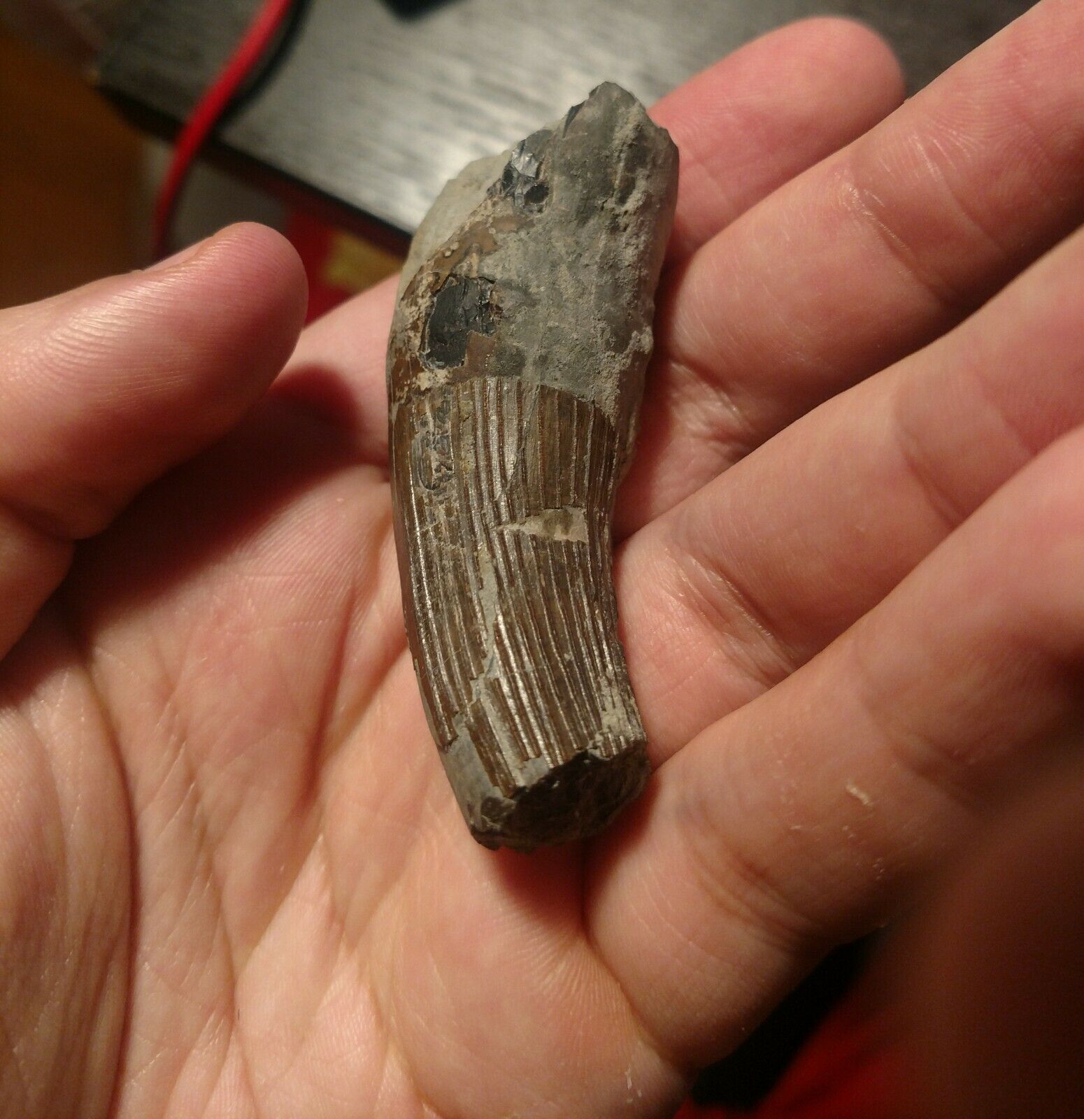 Is this a Simolestes Pliosaur tooth? - Fossil ID - The Fossil Forum