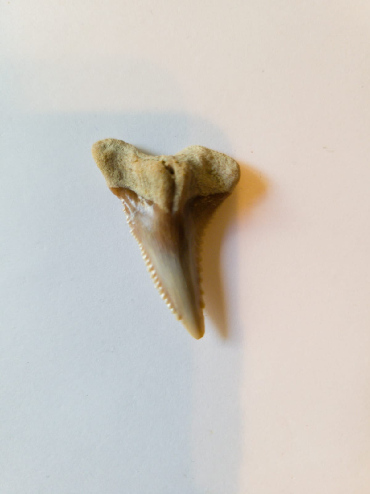 Rare shark tooth ? - Fossil ID - The Fossil Forum
