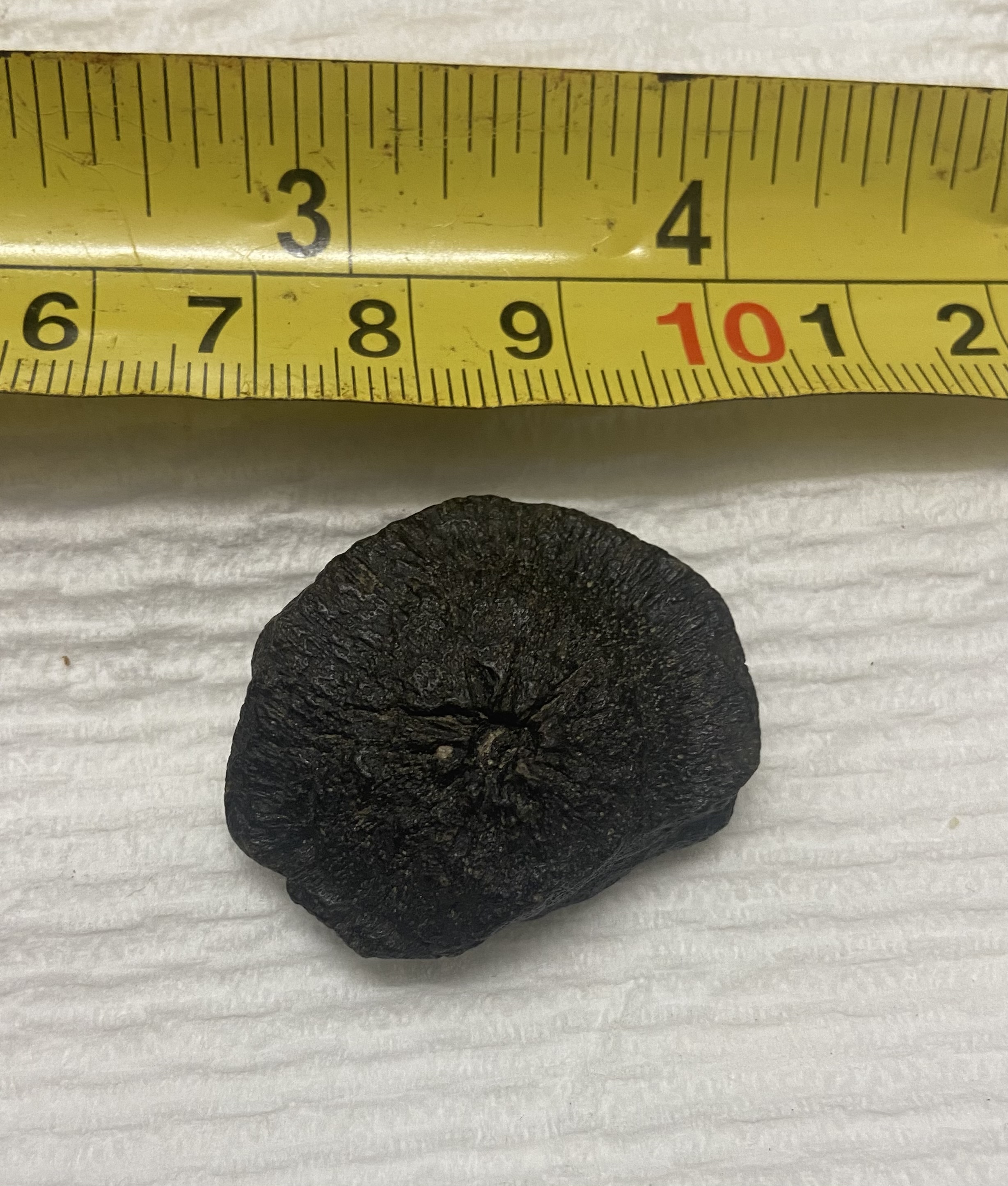 Green Mill Run, NC Identity - Fossil ID - The Fossil Forum