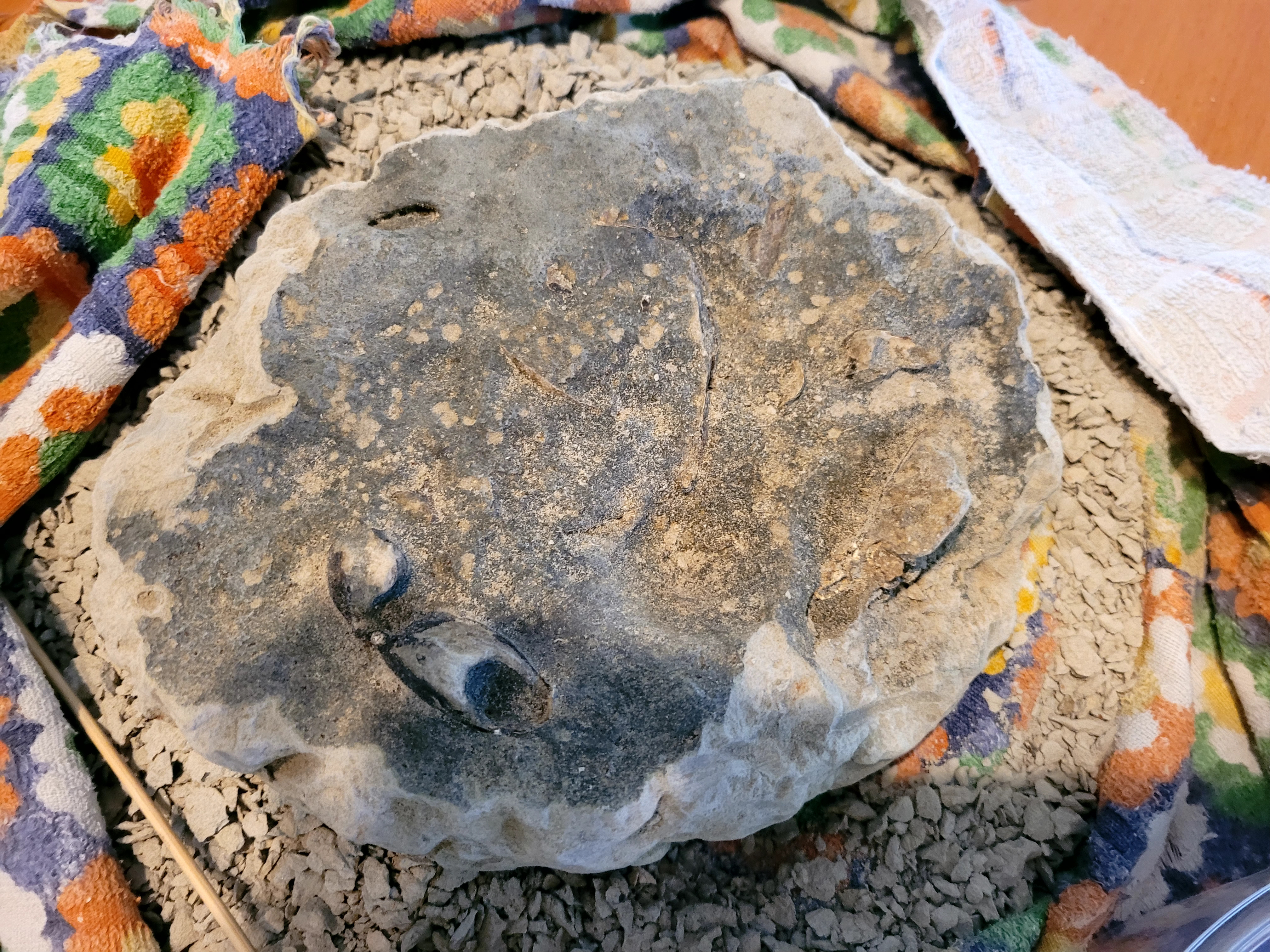 Crab, fragile fossil, how to prepare it? - General Fossil Discussion ...