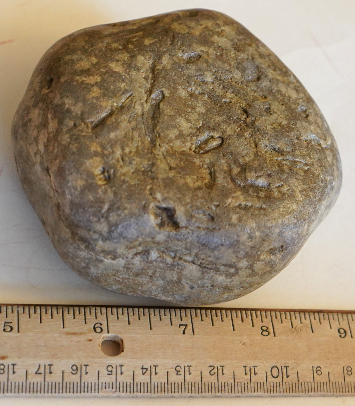 Reduction spots and microbial life - Fossil ID - The Fossil Forum