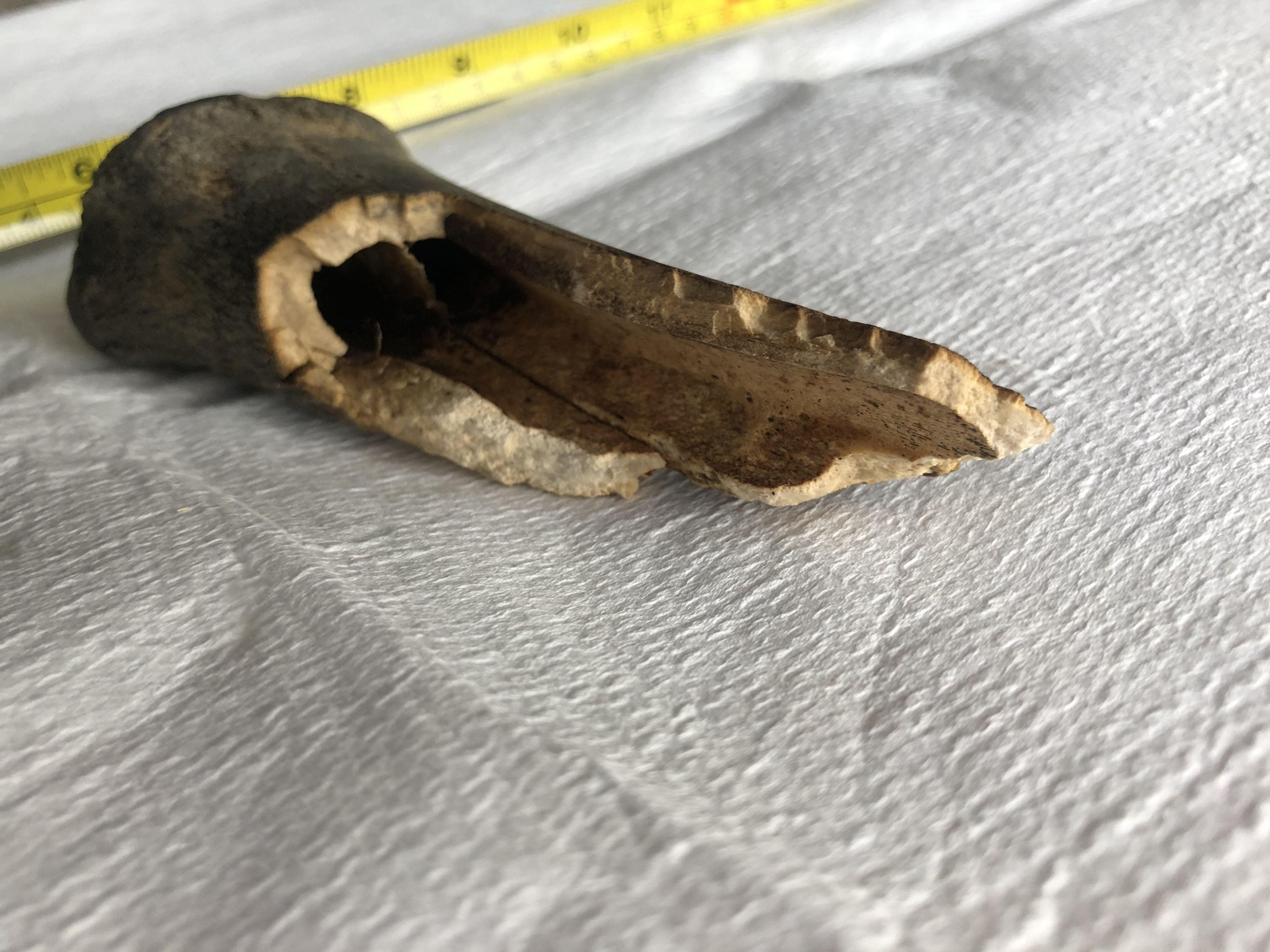 Partial bone identification - Fossil ID - The Fossil Forum