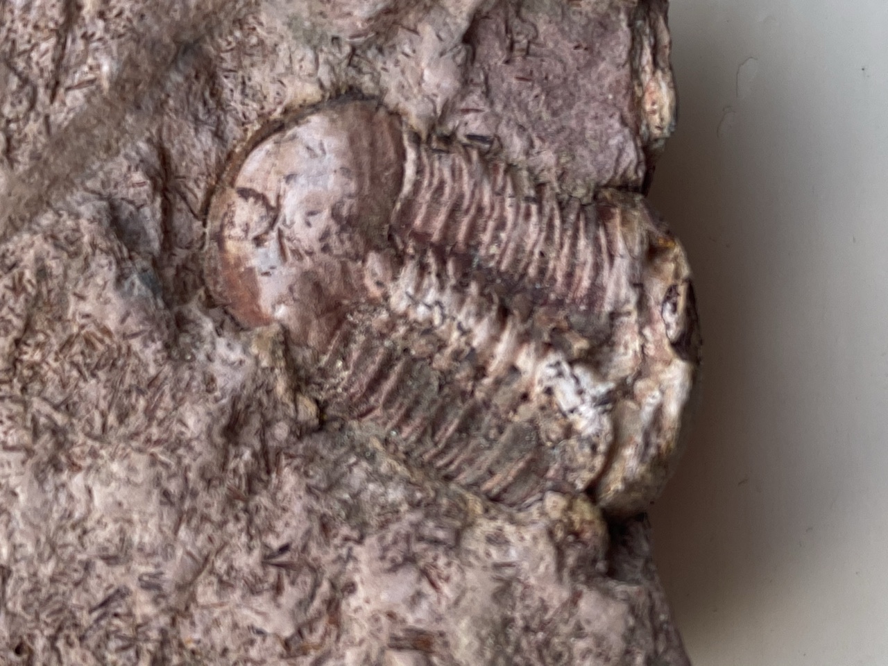 Show Us Your Pink Fossils! - Member Collections - The Fossil Forum